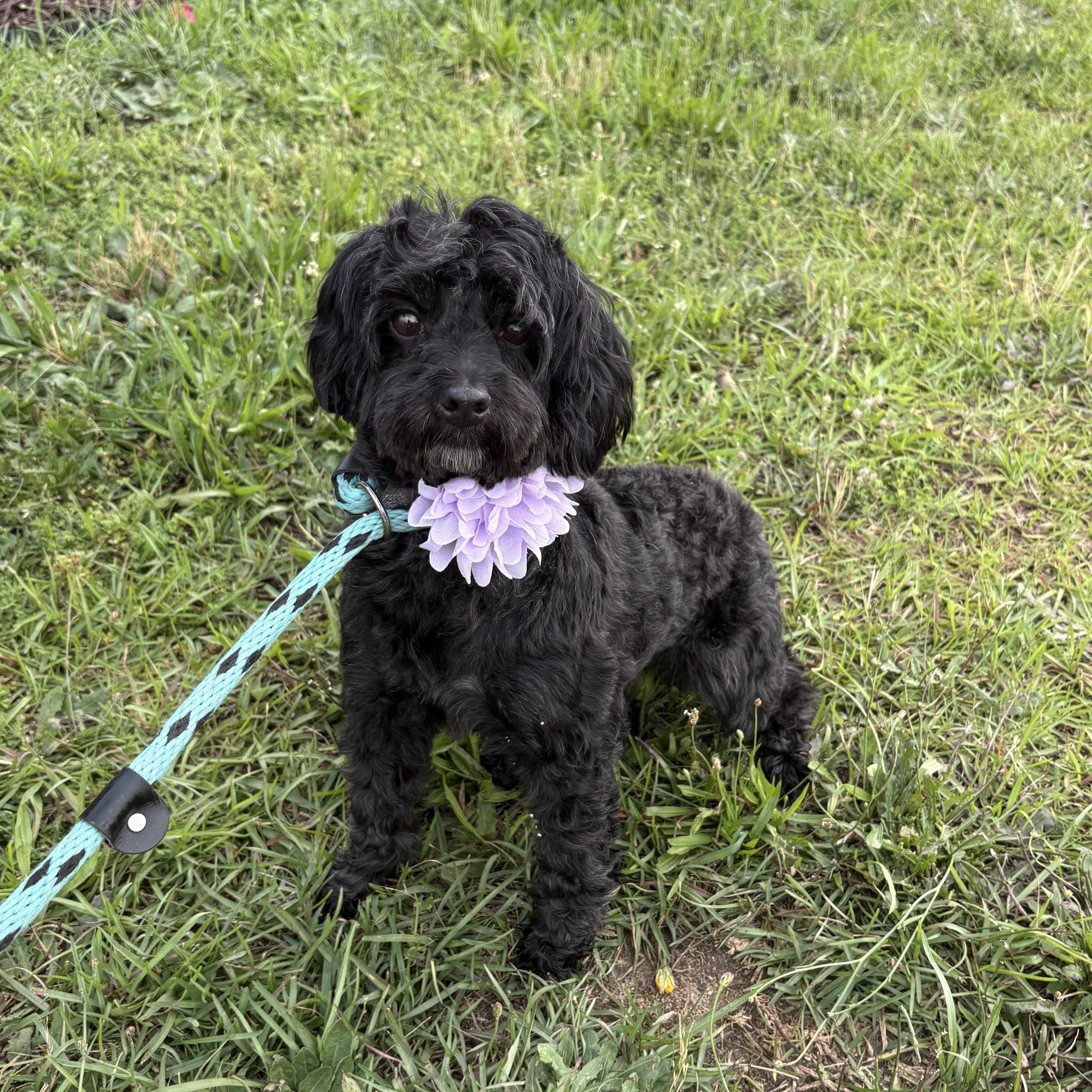 Dog for adoption - Lucy, a Miniature Poodle in Boothbay, ME | Petfinder