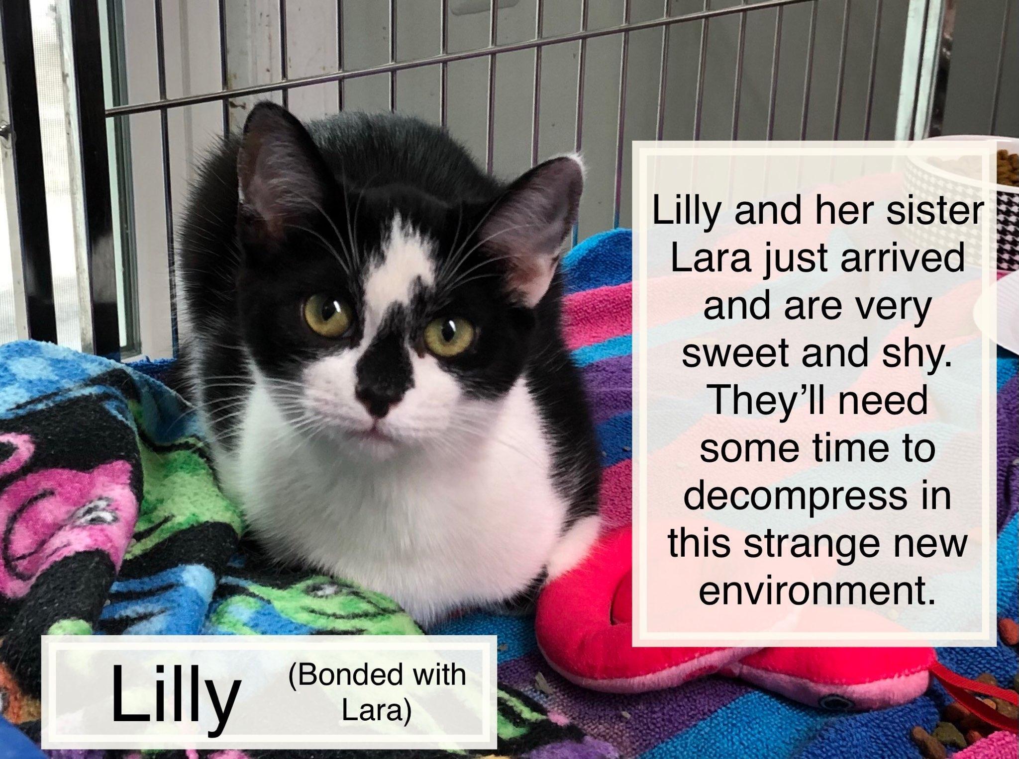 Cat for adoption - Lilly 2 bonded with Lara, a Domestic Short Hair in ...