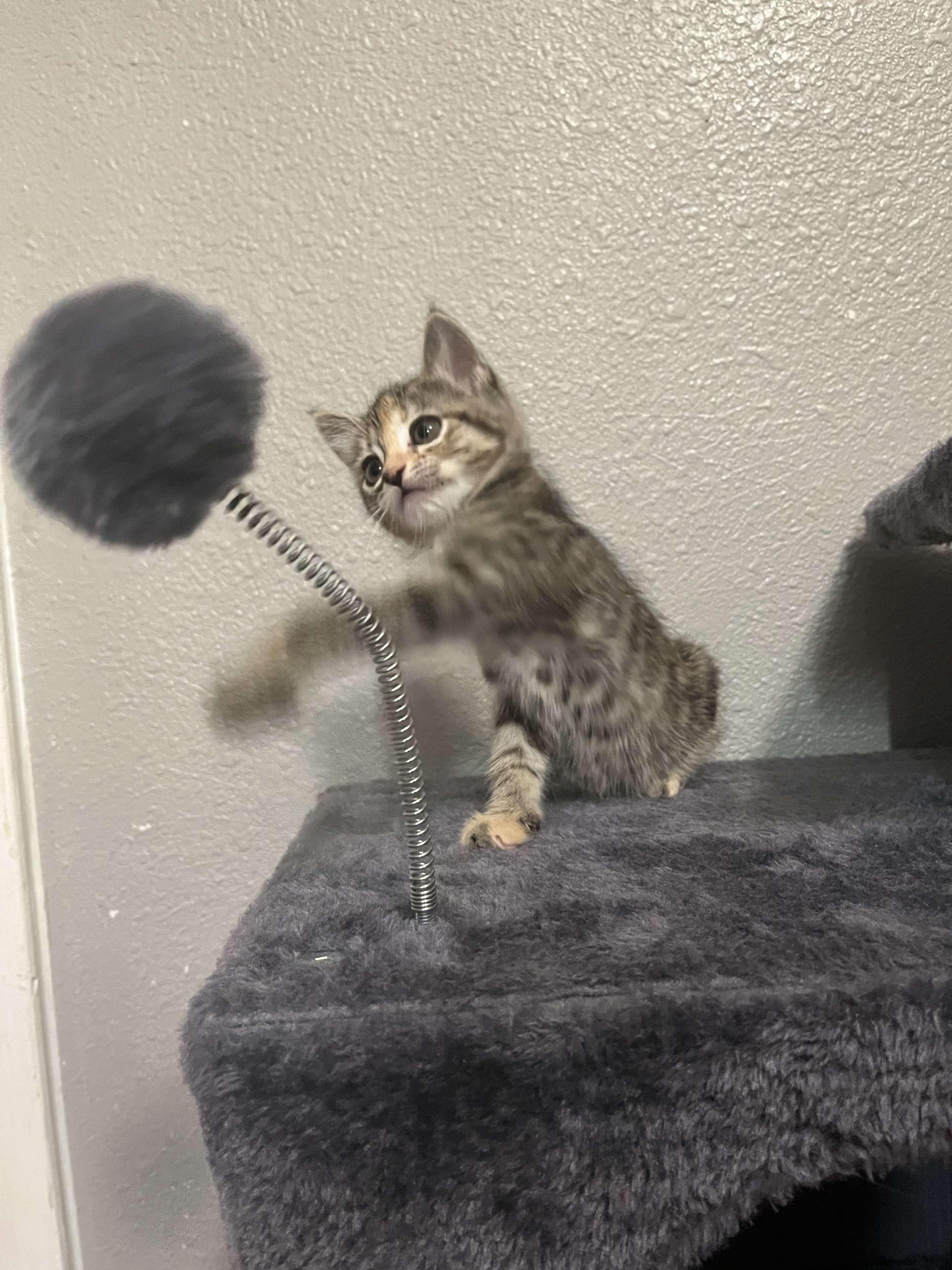 Cat for adoption - Jinx, a Domestic Short Hair Mix in Kempner, TX ...