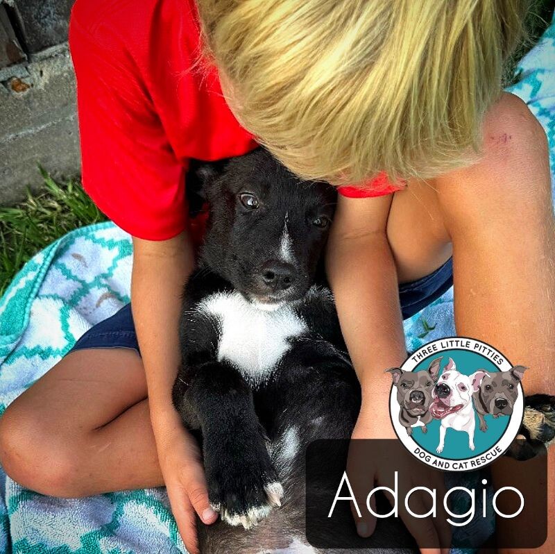 Dog for adoption - Adagio Ballet Dancer, a Pit Bull Terrier & Labrador ...