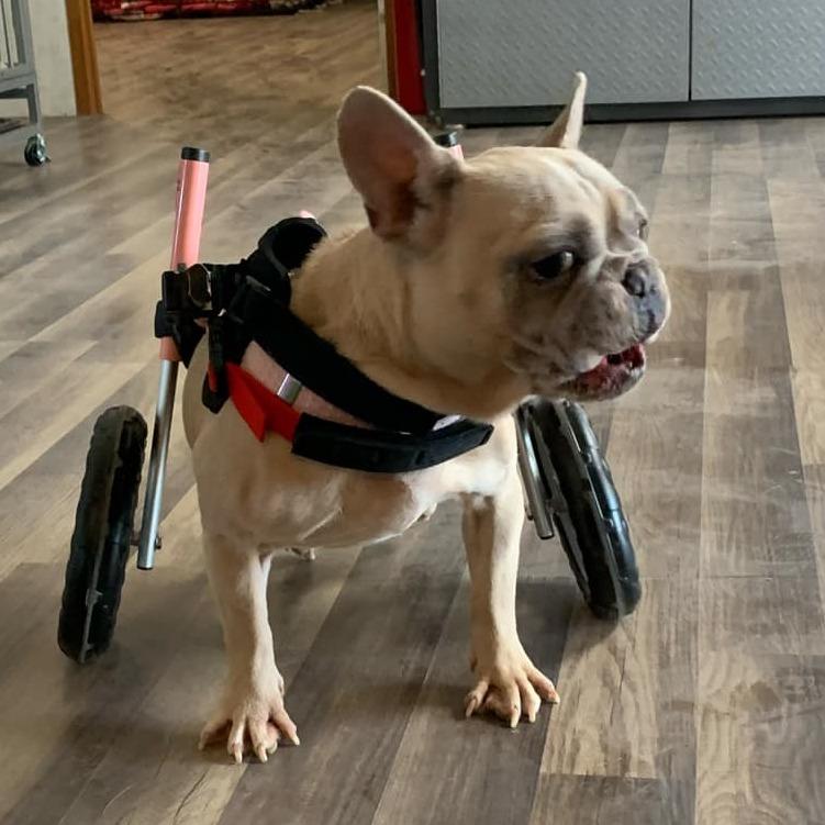 Dog for adoption - Frida MA, a French Bulldog in Nashville, TN | Petfinder