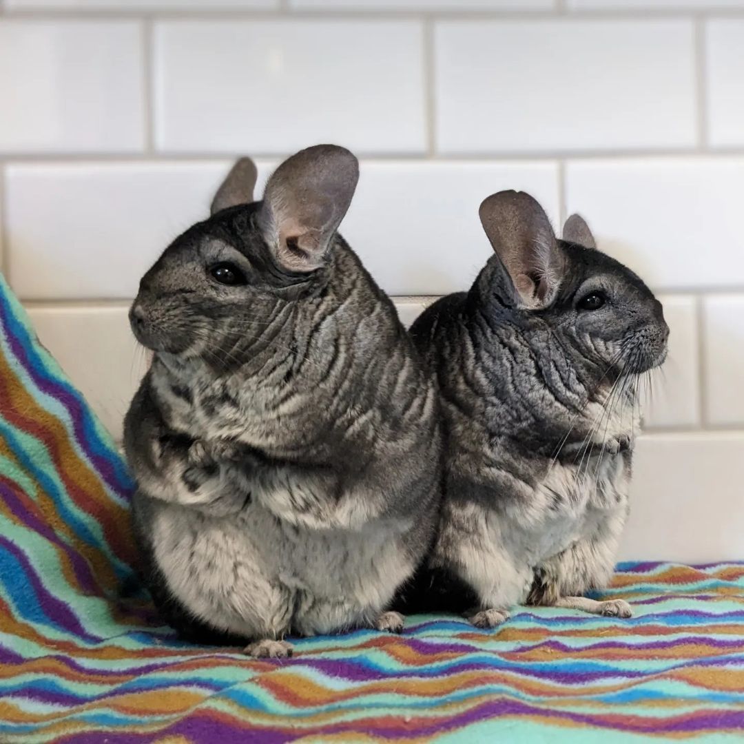 Chinchilla for adoption - Saige & Roxy, a Chinchilla in Modesto, CA ...