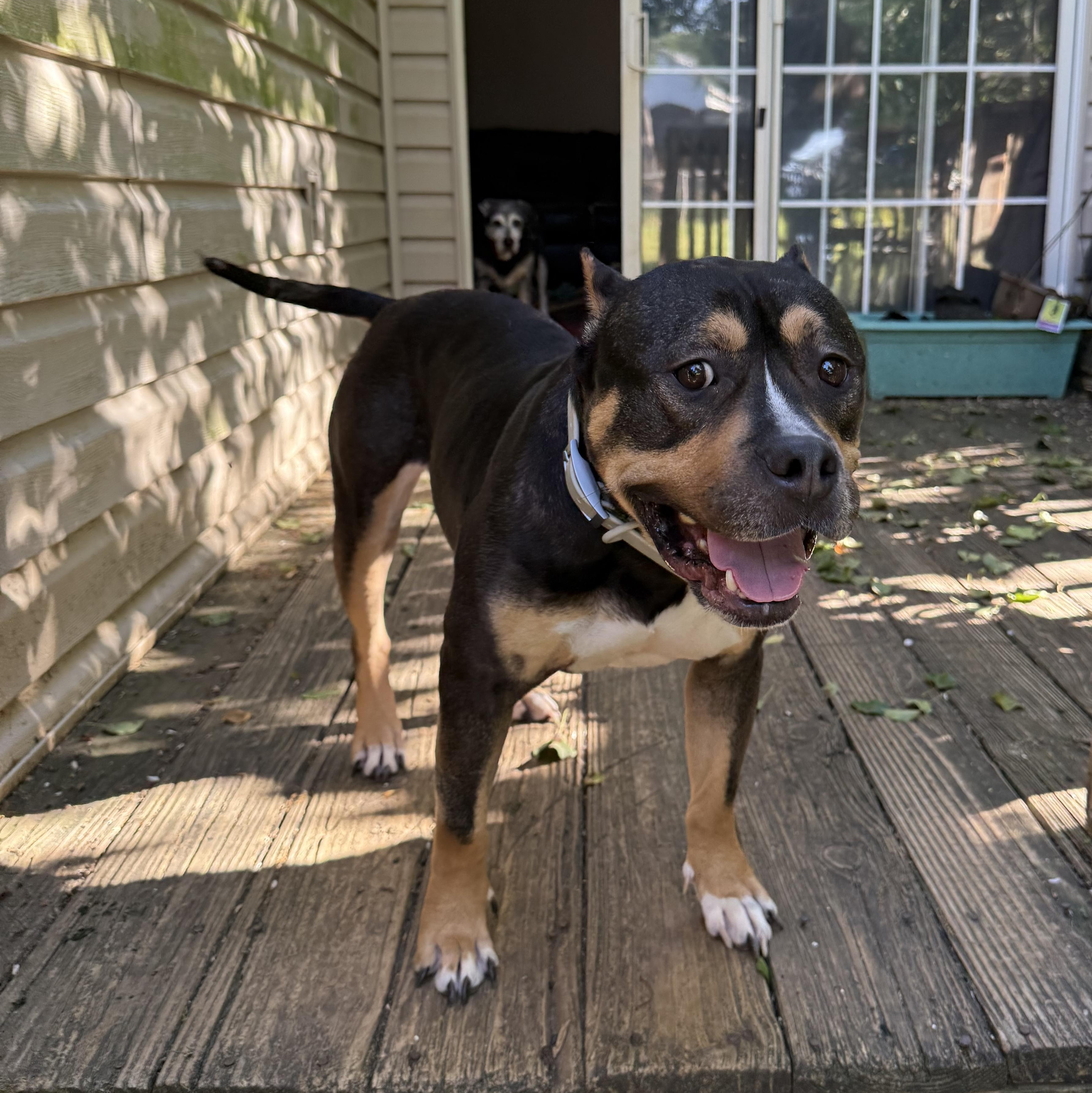 Dog for adoption - Jada, an American Staffordshire Terrier Mix in Greer ...