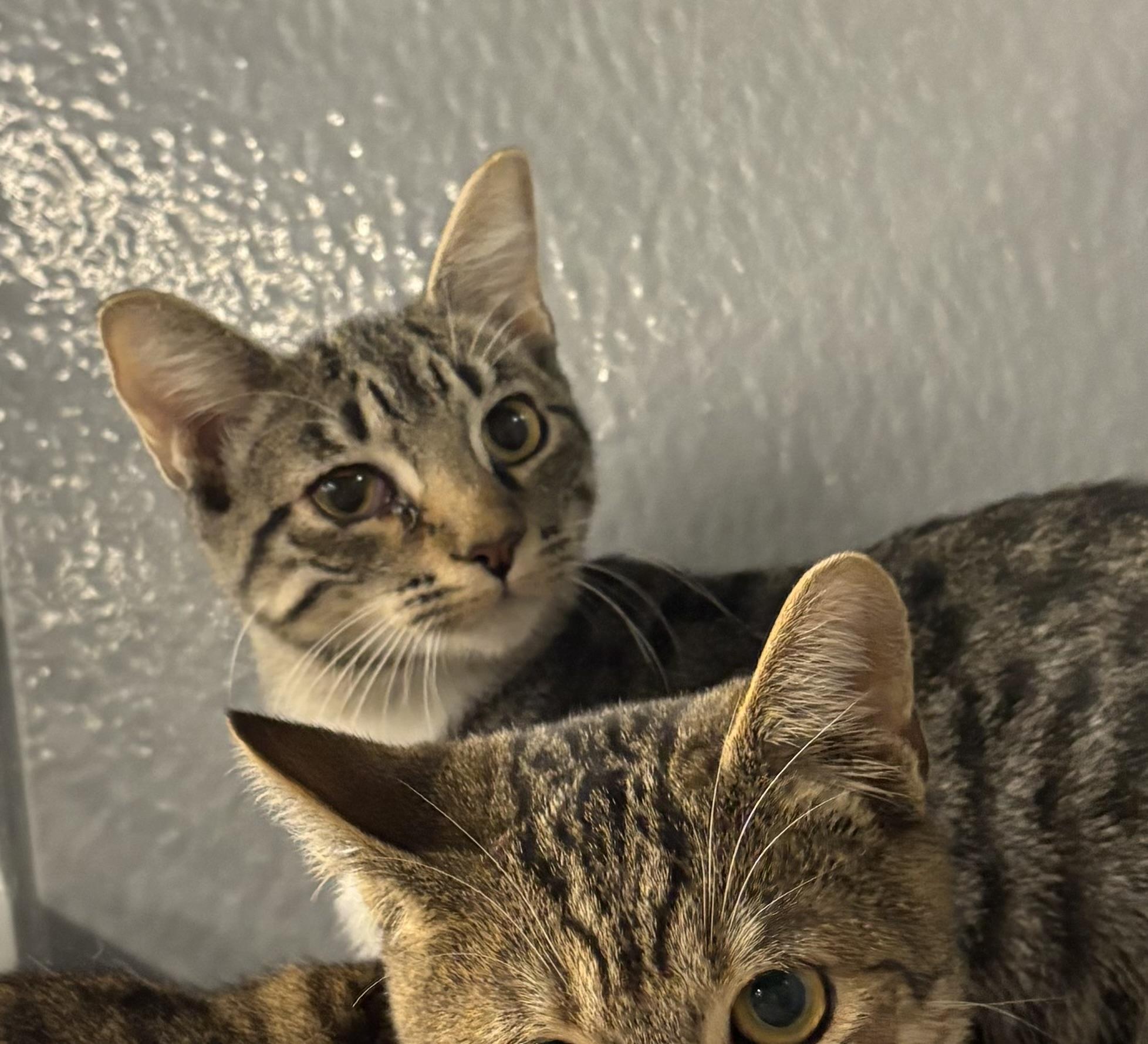 Cat for adoption - Feist, a Domestic Short Hair in Zimmerman, MN ...