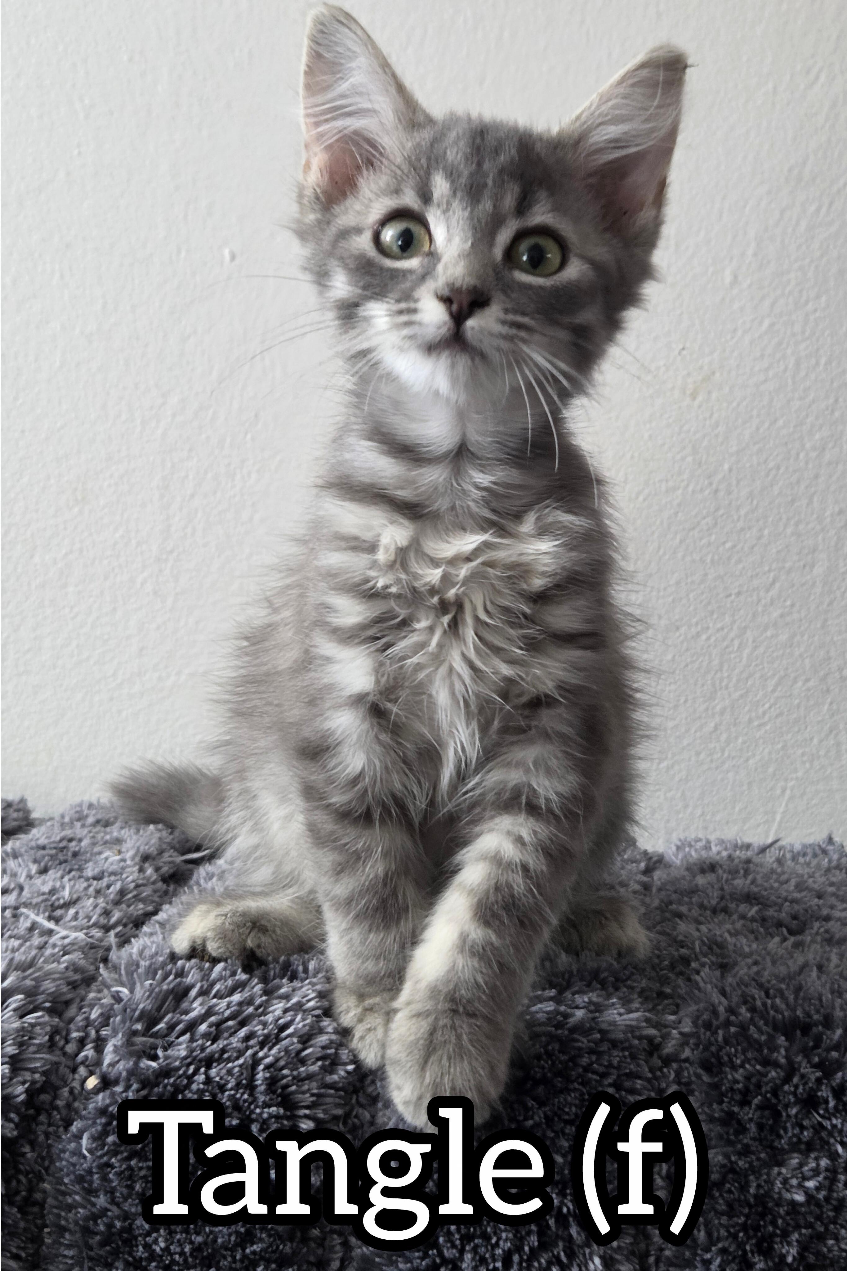 Cat for adoption - Pre-Adoption: Tangle, a Domestic Medium Hair in ...