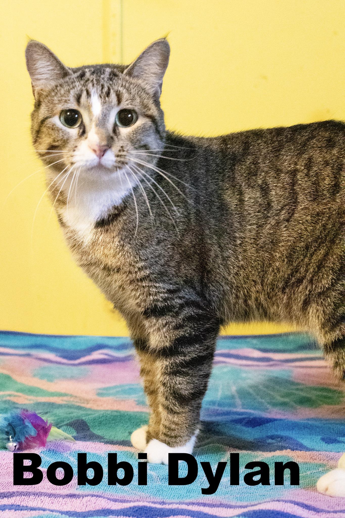 Cat for adoption - Bobbi Dylan, a Tabby in Macomb, IL | Petfinder
