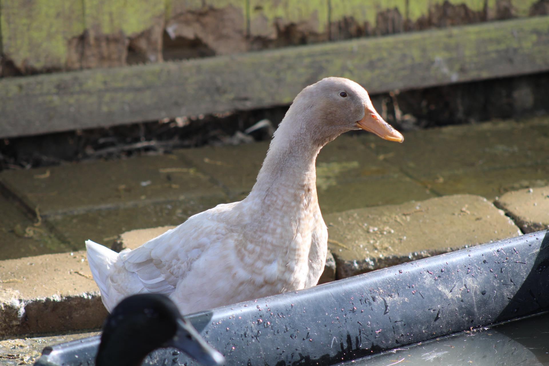 Duck for adoption - Cookie, a Duck in Indian Trail, NC | Petfinder