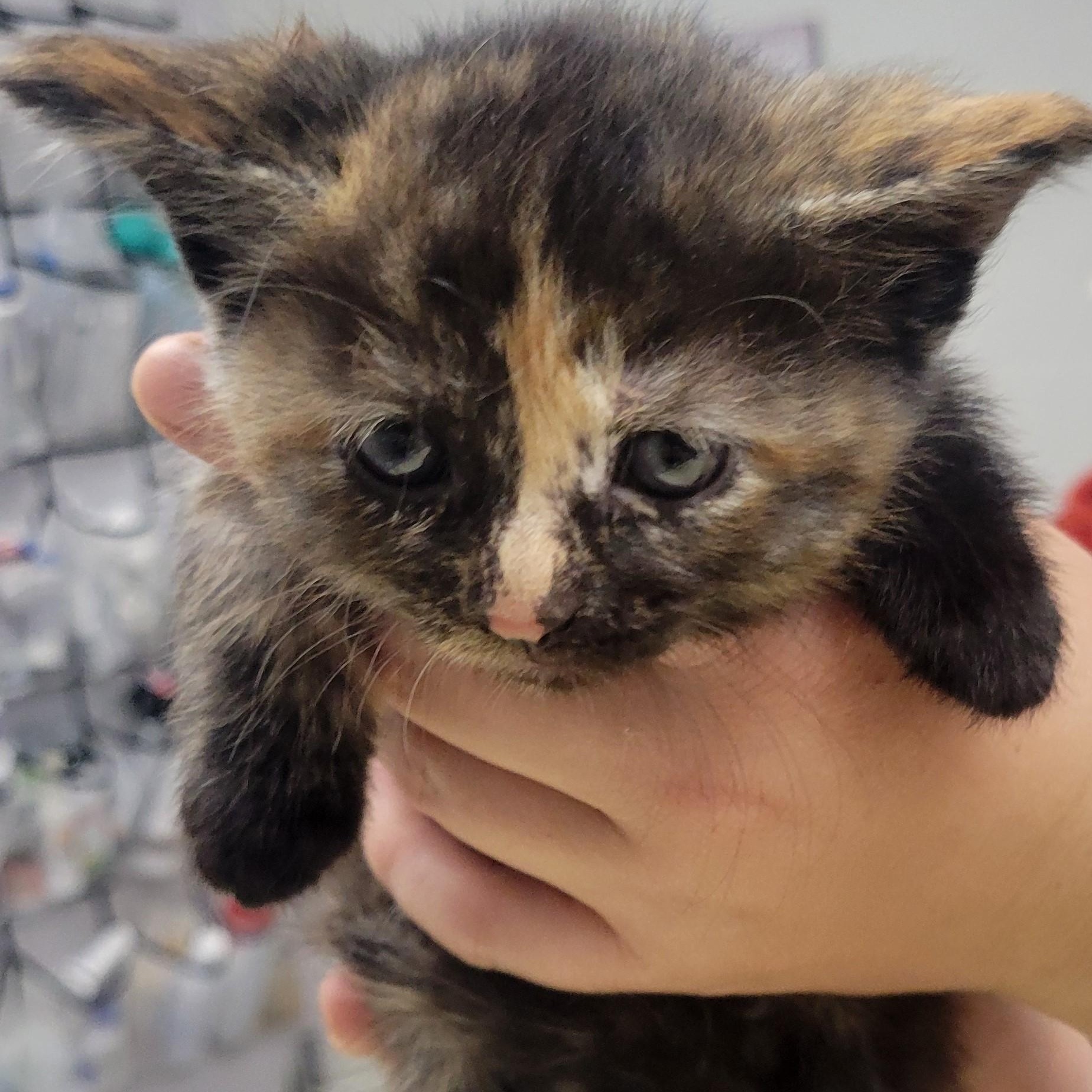 Cat for adoption - Carrington, a Domestic Short Hair in Allegan, MI ...