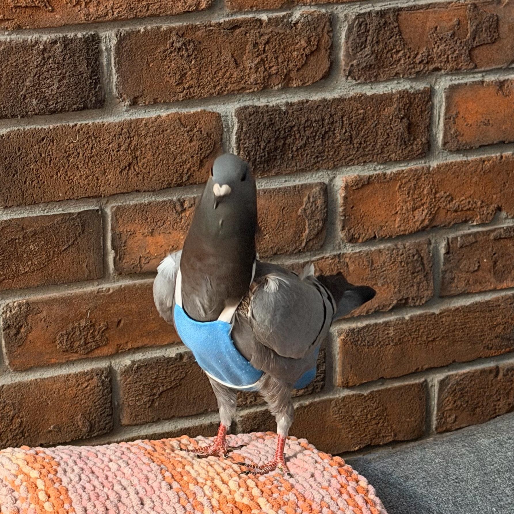 Dove for adoption - Gustave, a Pigeon in Chicago, IL | Petfinder