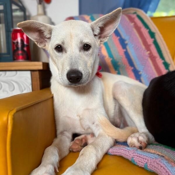 Dog for adoption - Bonnie Caney Dalton, a Labrador Retriever & Husky ...