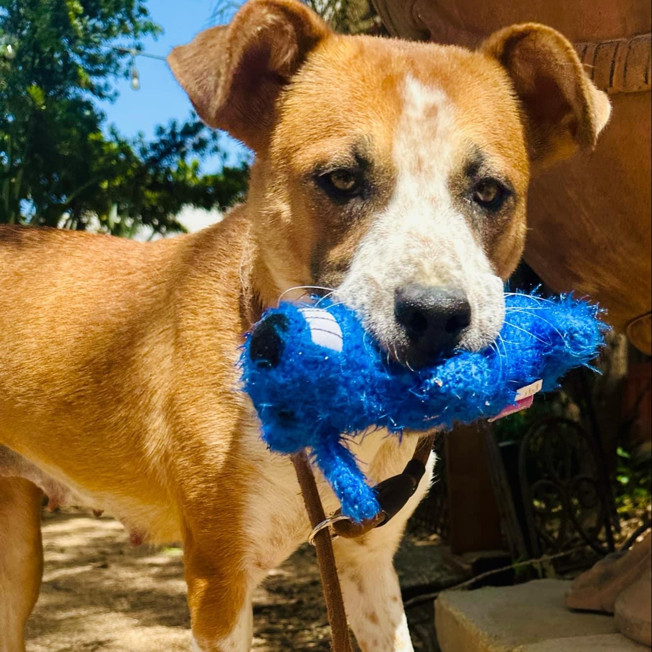 Dog for adoption - Koda seeking a foster, an Australian Cattle Dog ...