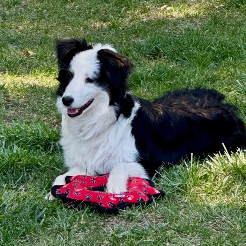 Dog for adoption - Jessie, an Australian Shepherd in Thousand Oaks, CA ...
