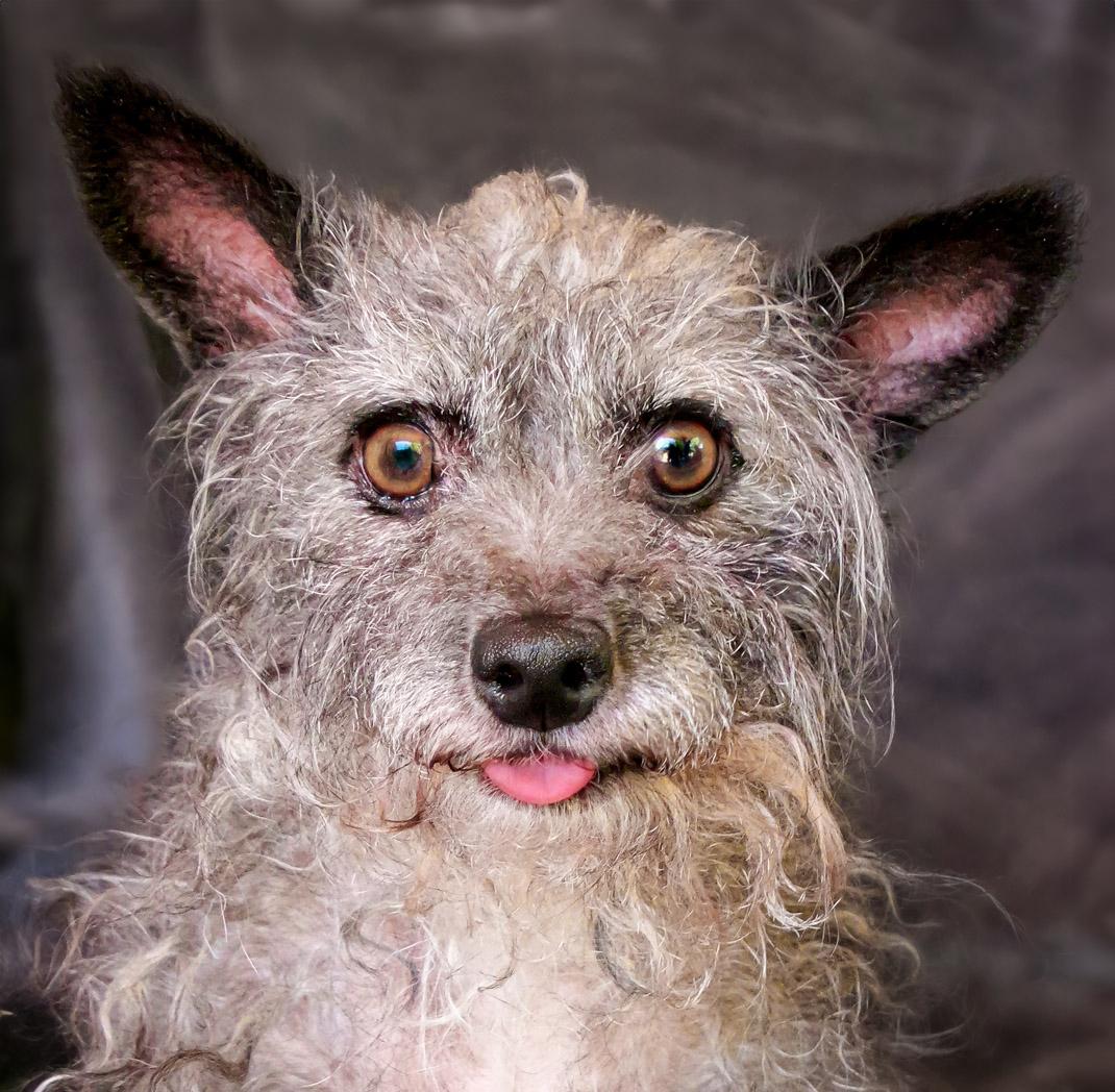 Dog for adoption - Petite Lil Ms Pookie ~ Delightful !, a Maltese ...