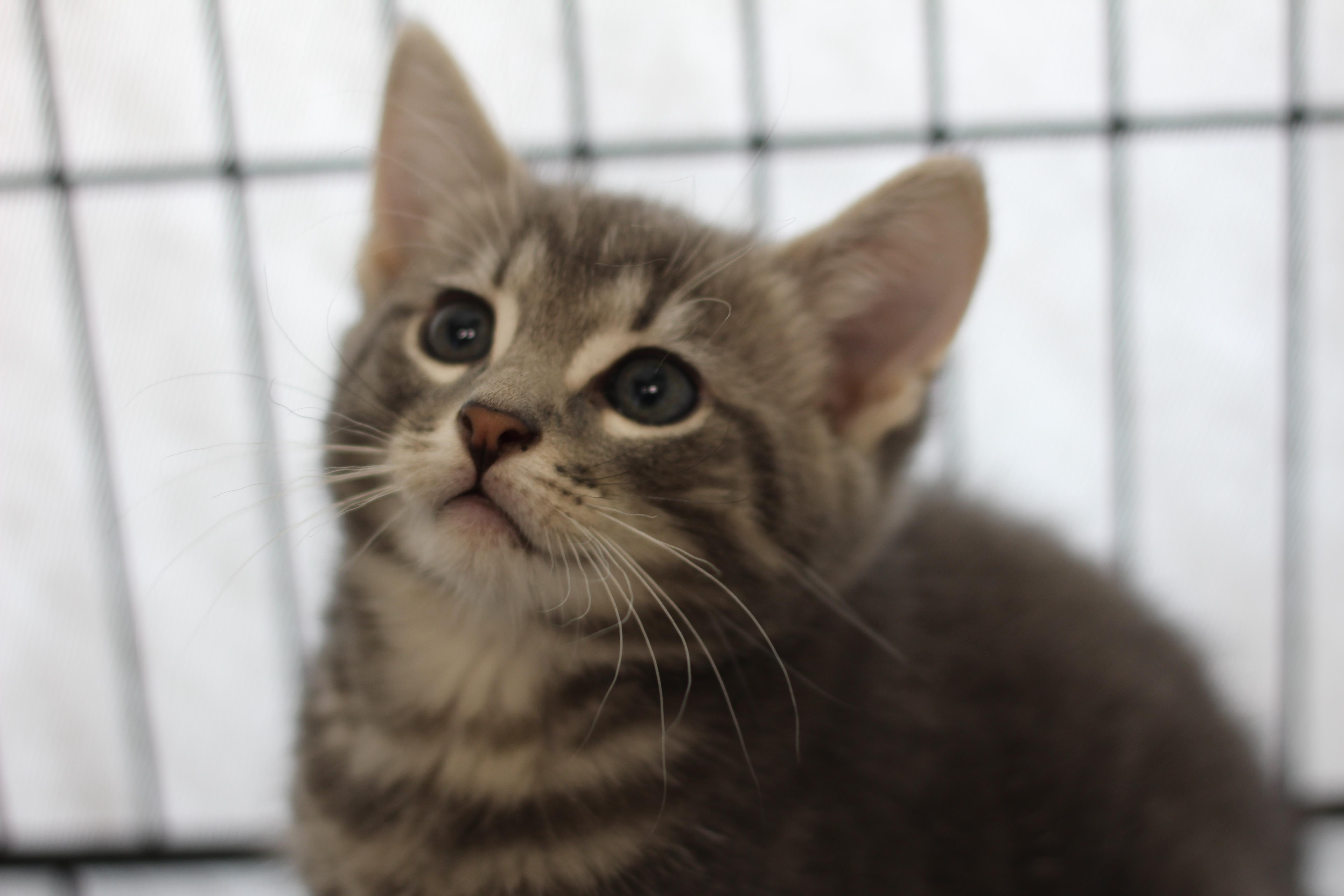 Cat for adoption - Bluebeard, a Domestic Short Hair Mix in Rockford, IL ...