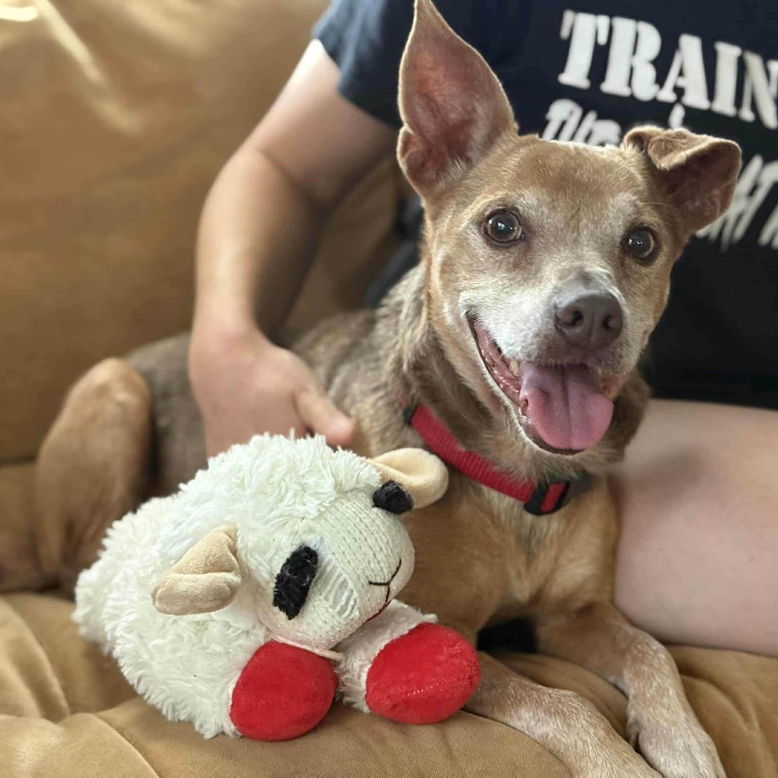 Dog for adoption - Snow Brite - The Playful Lap Dog, a Chihuahua ...