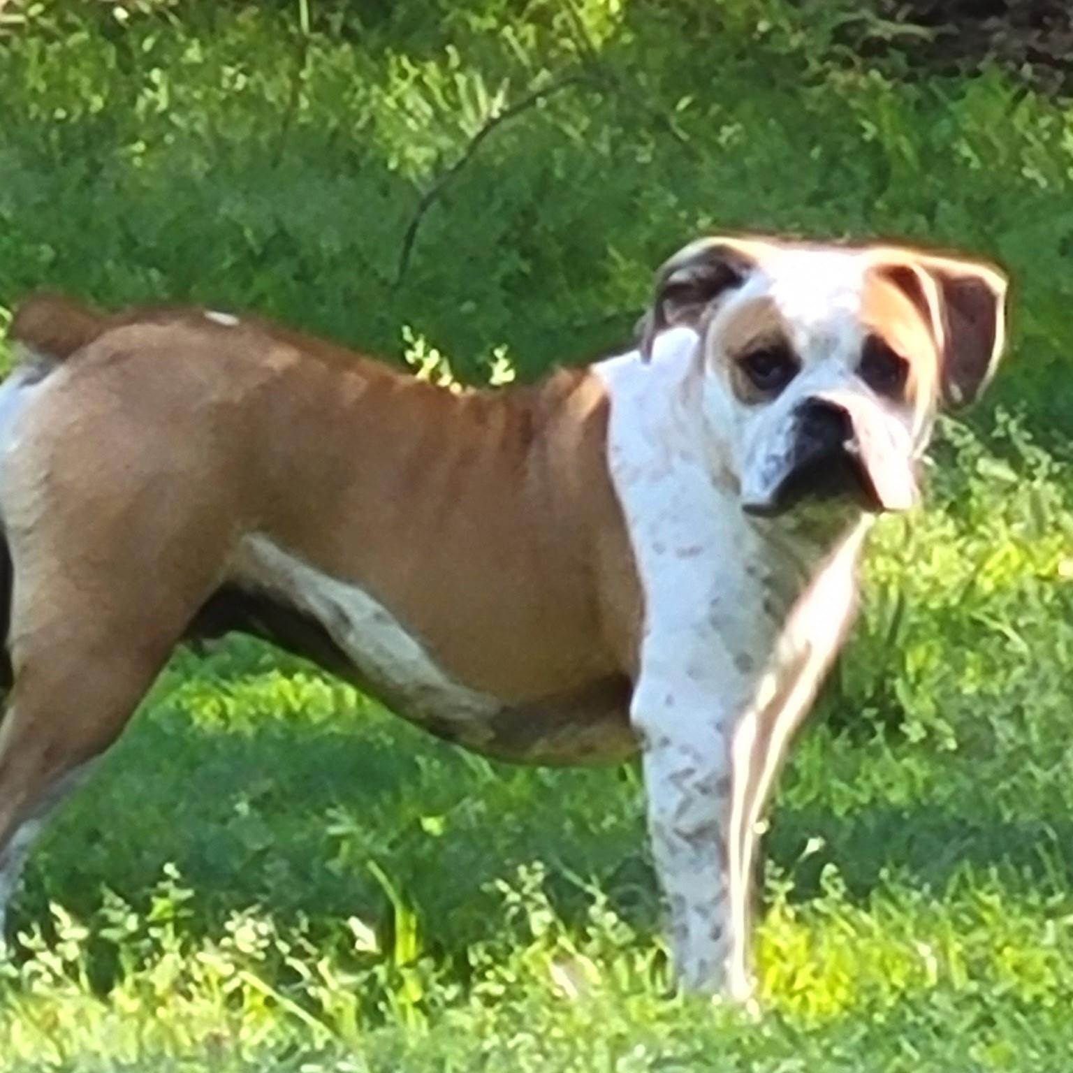 Dog for adoption - BAXTER, a Bulldog & Boxer Mix in Byhalia, MS | Petfinder