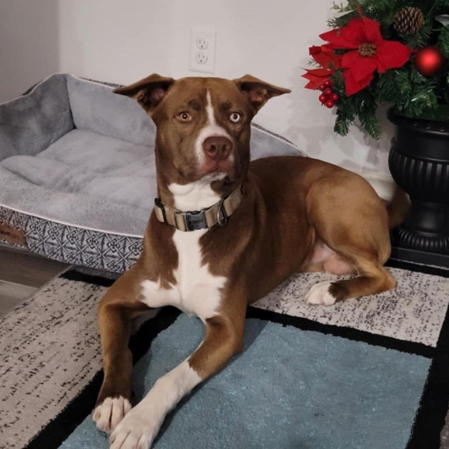 Dog for adoption - Kylo, an American Staffordshire Terrier & Great Dane ...
