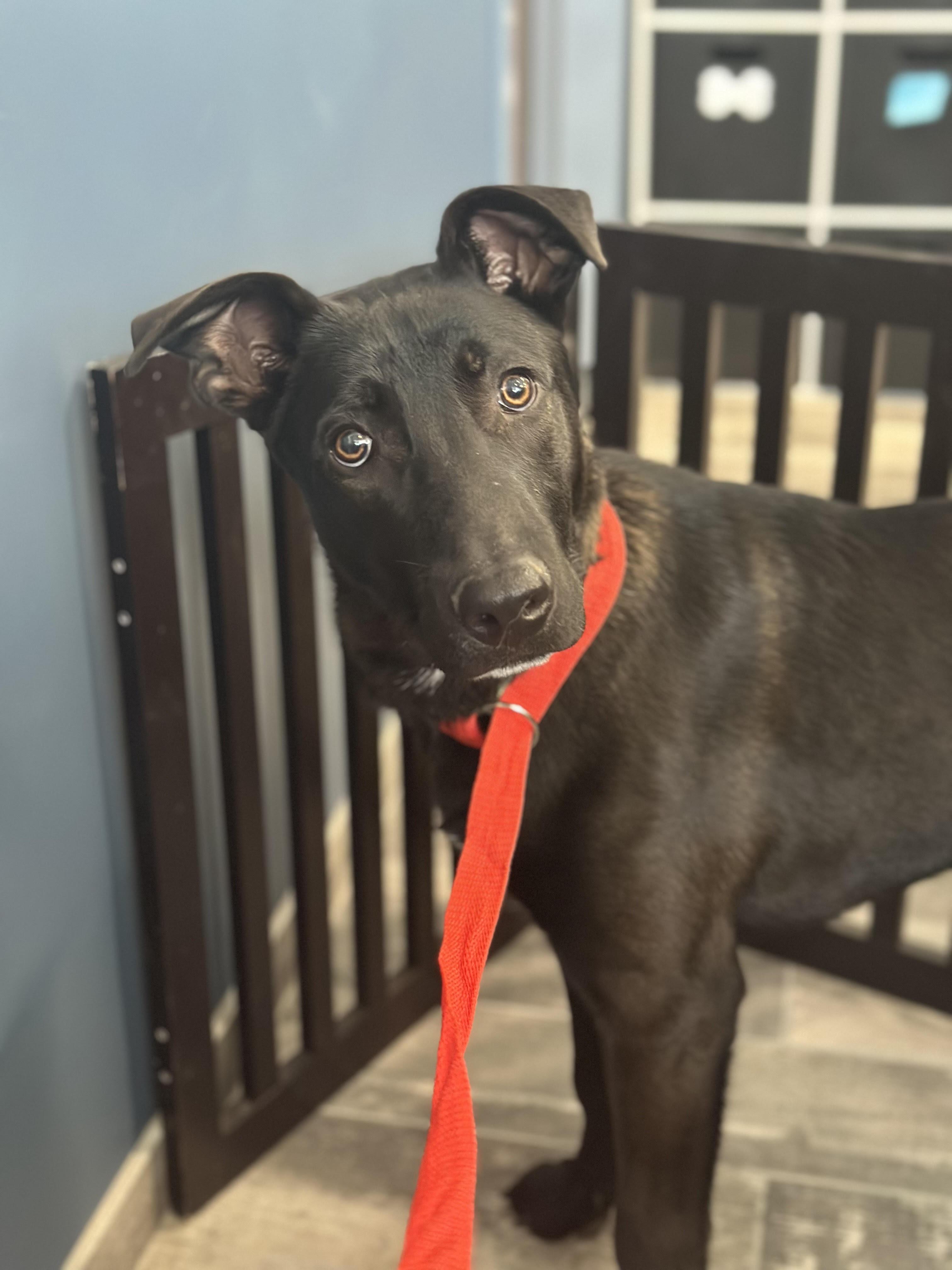 Dog for adoption - Hayes, a Mixed Breed in Stafford, VA | Petfinder