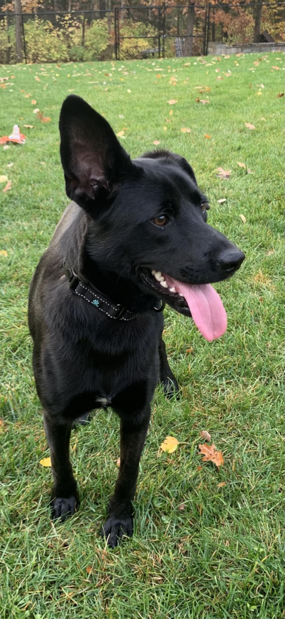 Dog for adoption - Jacob, a Labrador Retriever Mix in Albany, NY ...