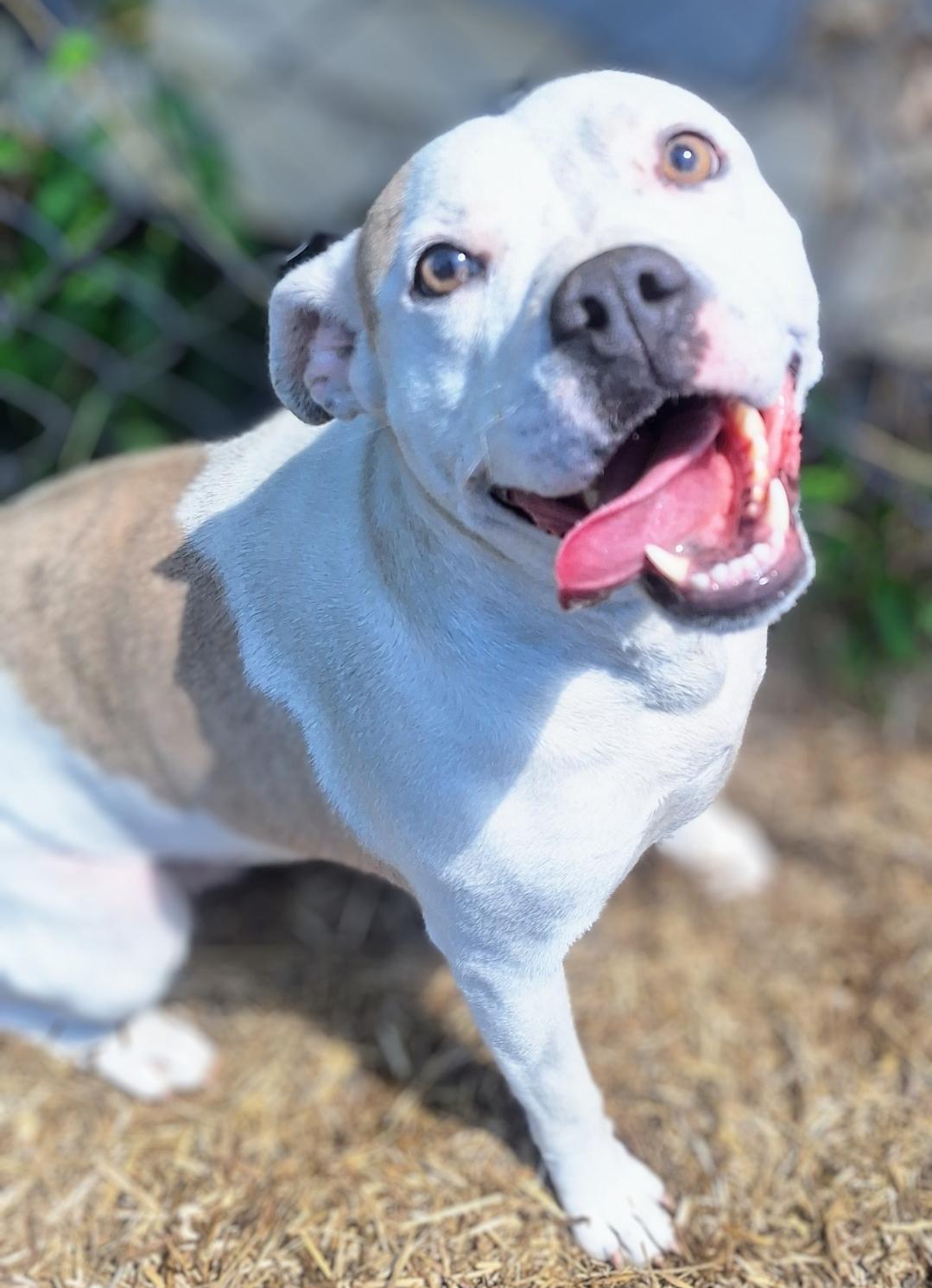 Dog for adoption - MILEY, an American Staffordshire Terrier & American ...