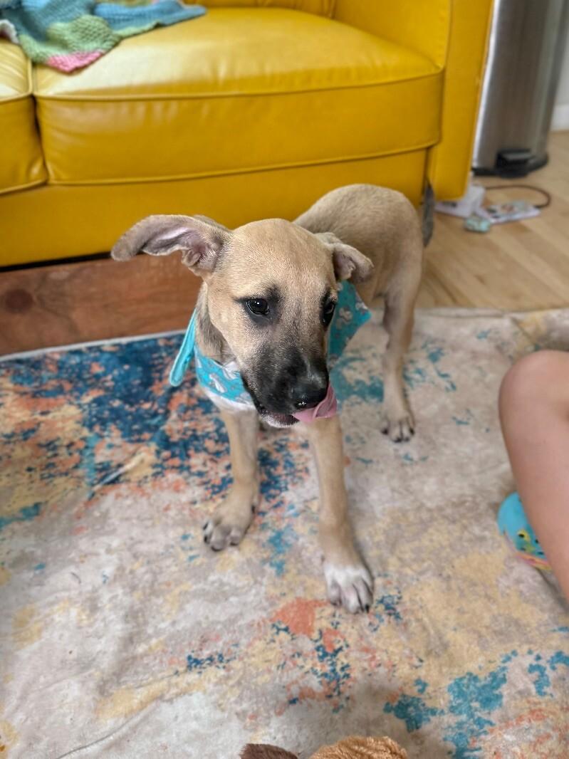 Dog for adoption - Baron Noble, a Pit Bull Terrier & Labrador Retriever ...