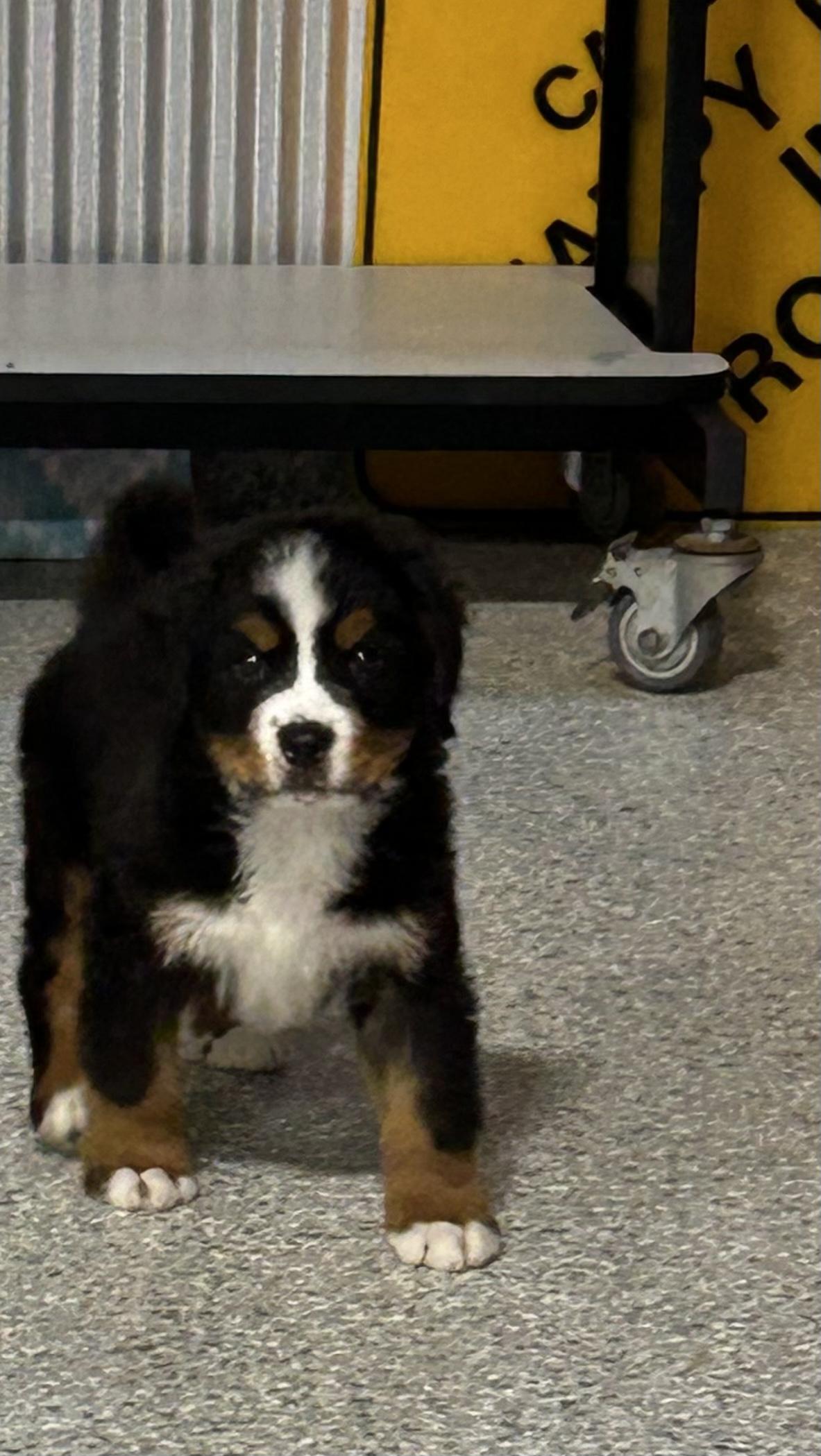 Dog for adoption - Bubba., a Bernese Mountain Dog in Antwerp, OH | Petfinder