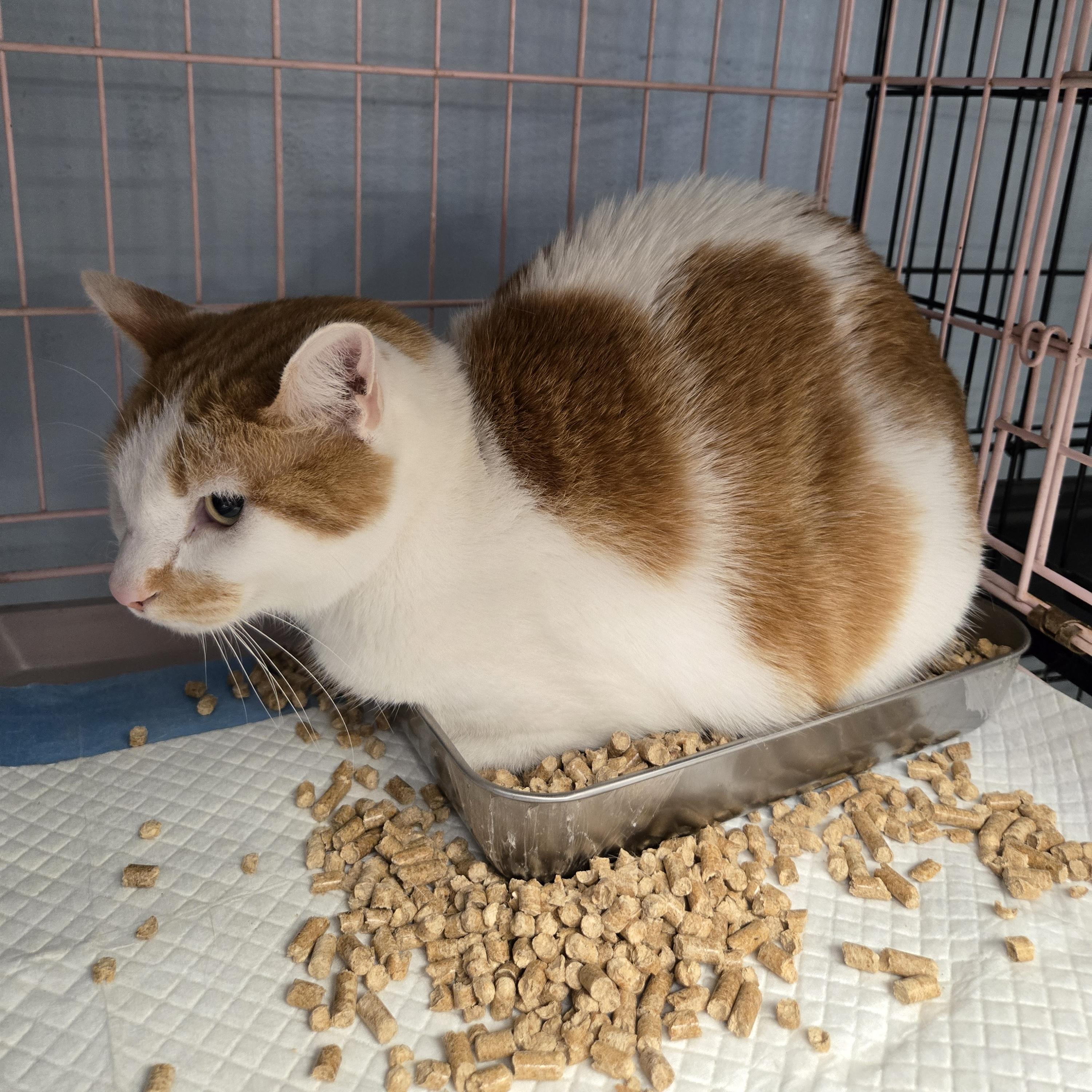 Cat for adoption - Murphy - declawed, a Domestic Short Hair in ...