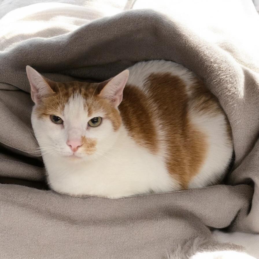 Cat for adoption - Murphy - declawed, a Domestic Short Hair in ...