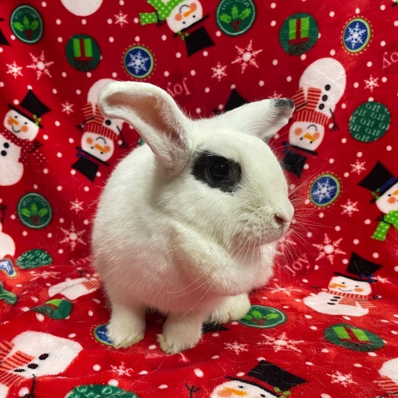 Rabbit for adoption - Veronica, an American & Lop Eared Mix in ...
