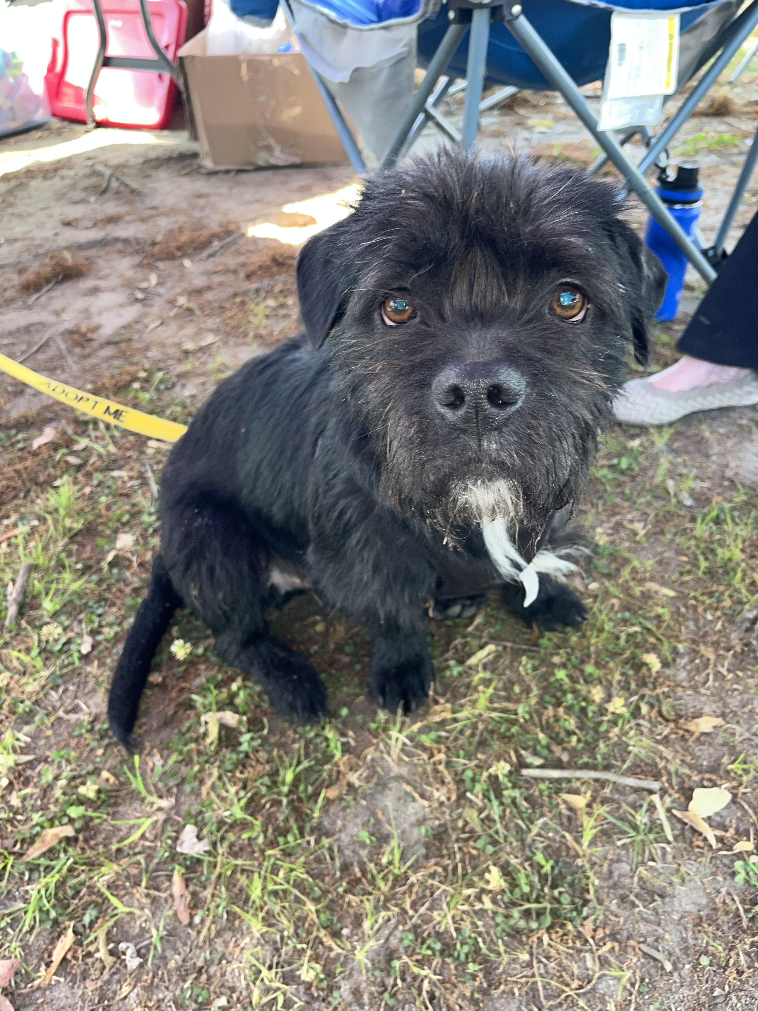 Adoptable Dogs & Puppies - Johnston County Animal Protection League of ...
