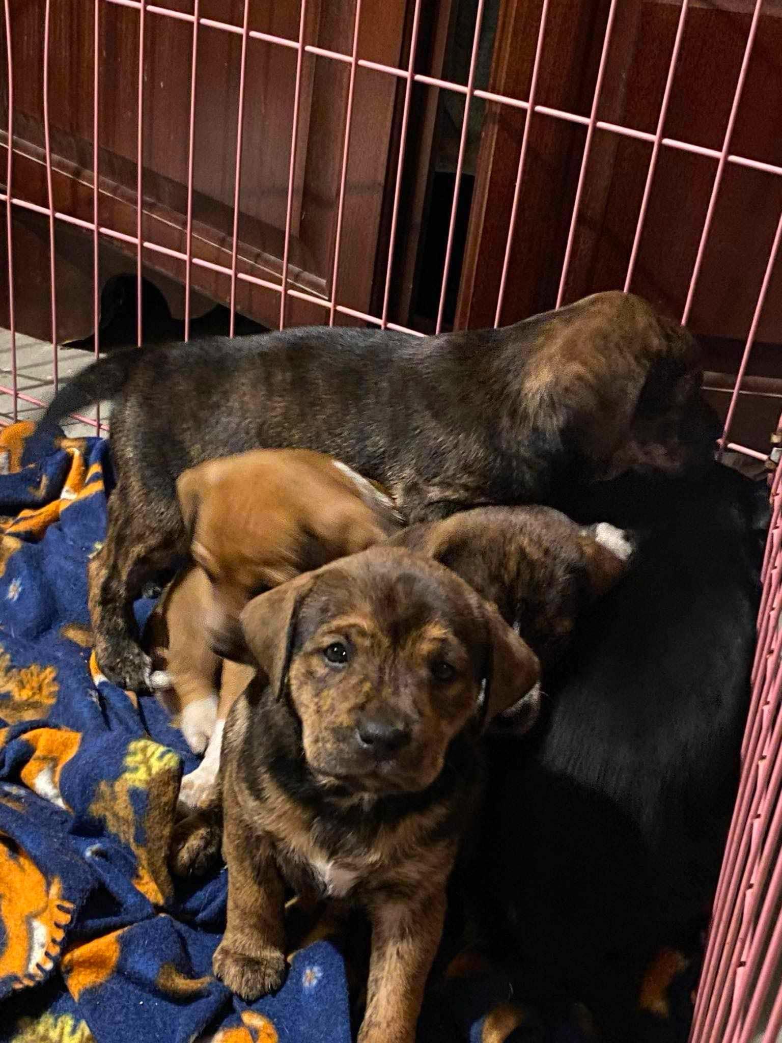 Dog for adoption - Shep Mix puppies need foster, a German Shepherd Dog ...