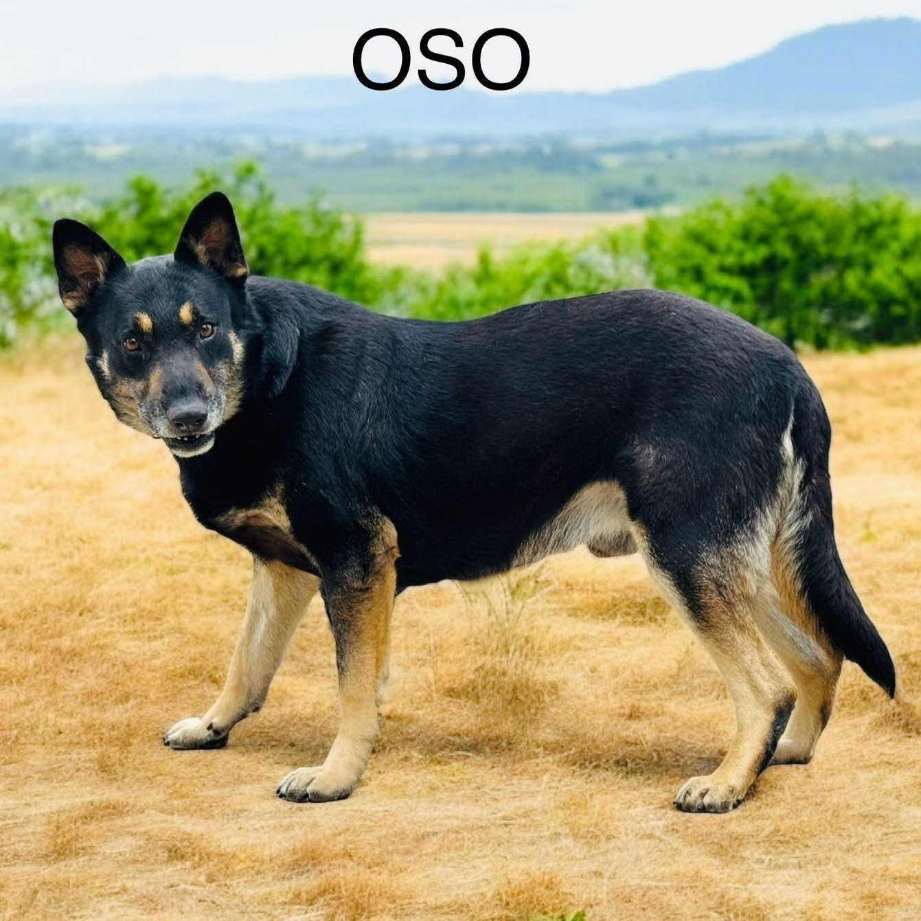 Dog for adoption - Oso, a German Shepherd Dog in Ridgefield, NJ | Petfinder