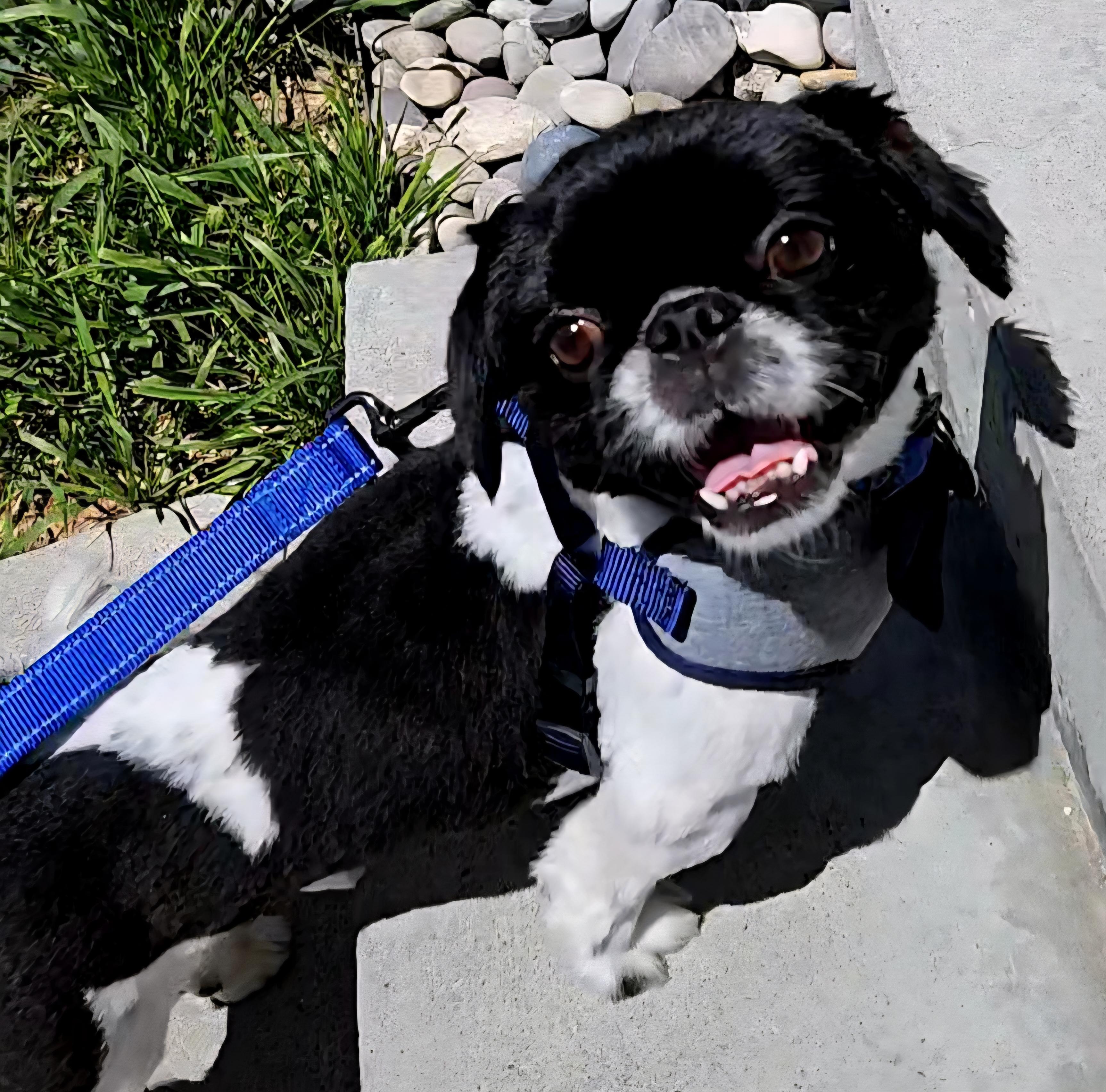 Dog for adoption - Phat Phat, a Lhasa Apso & Pug Mix in Chubbuck, ID ...
