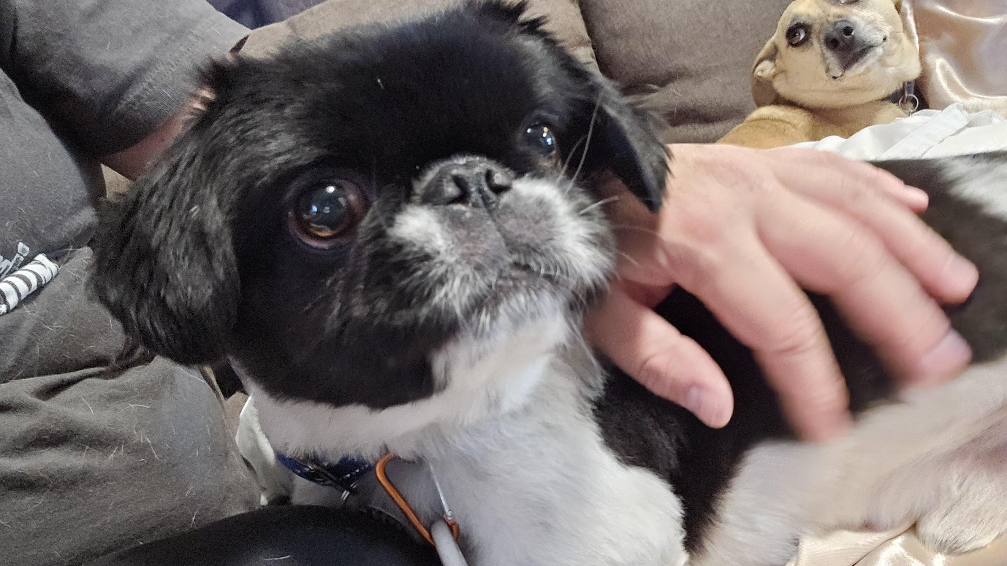 Dog for adoption - Phat Phat, a Lhasa Apso & Pug Mix in Chubbuck, ID ...