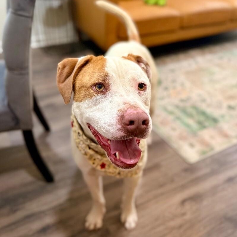 Dog for adoption - Milo Freckles the Soulful Distinguished Gentleman ...