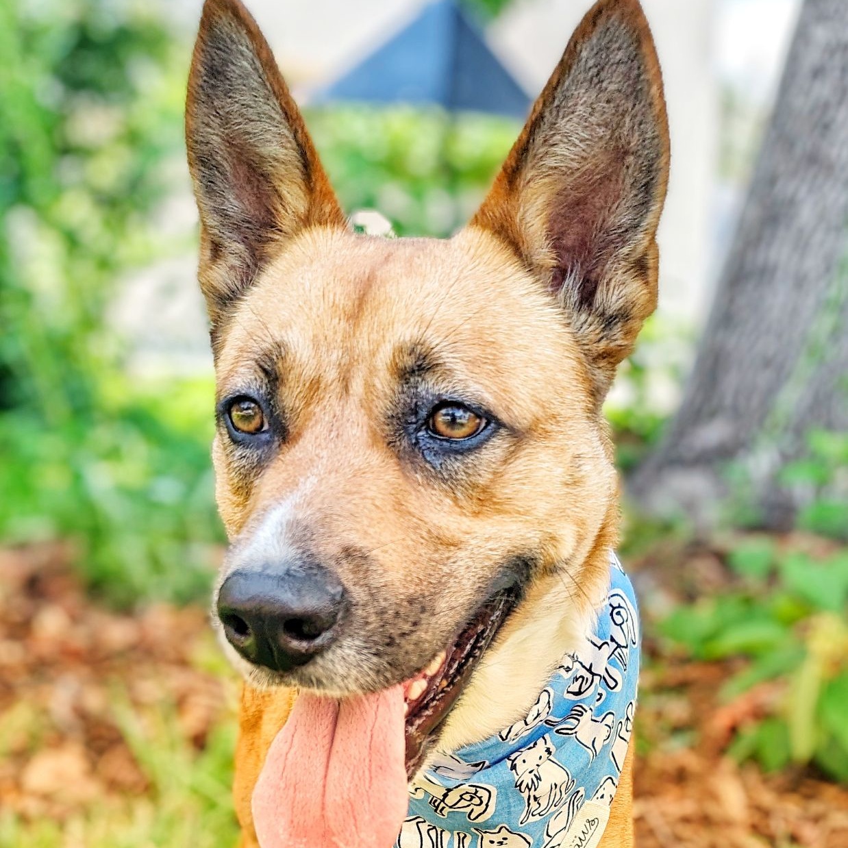 Dog for adoption - Knox a Handsome Cuddle Bug!, a German Shepherd Dog ...