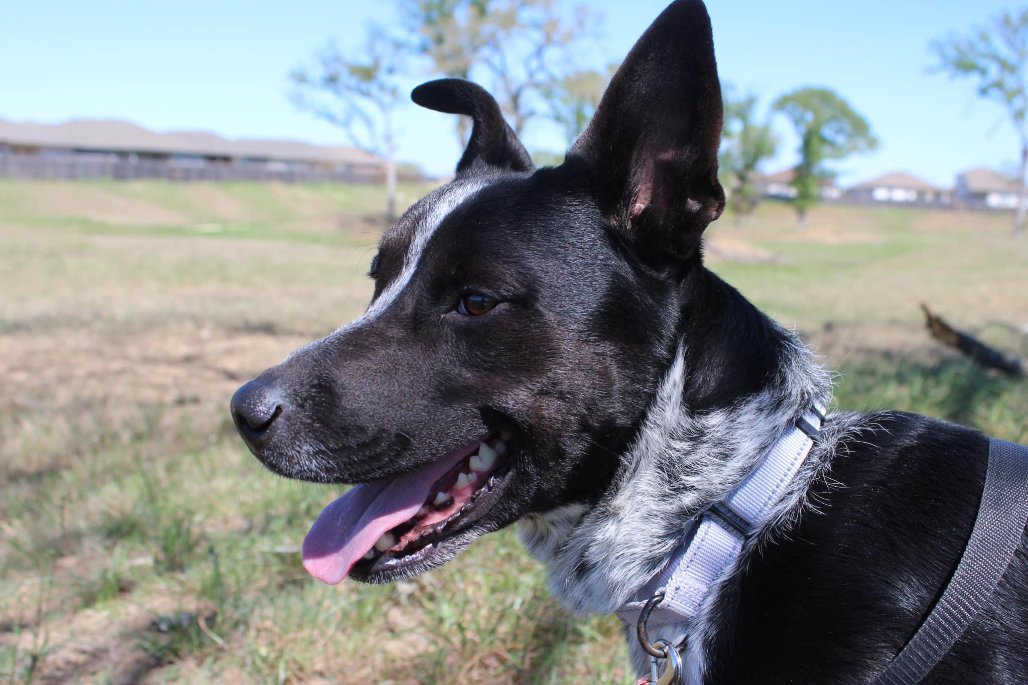 Dog for adoption - Rip Wheeler, an Australian Cattle Dog / Blue Heeler ...