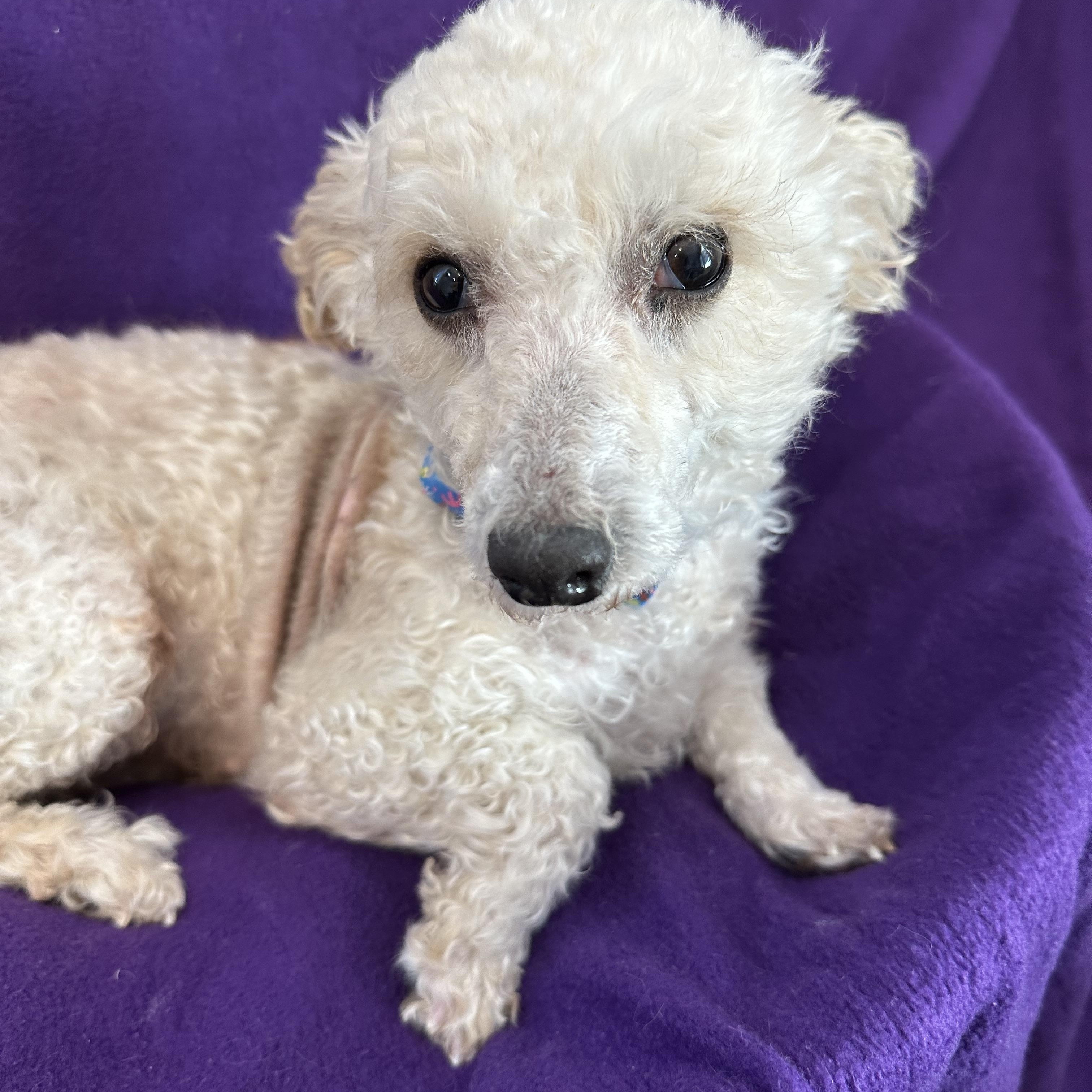 Patti - Adoptable Pet | Petfinder | Petfinder