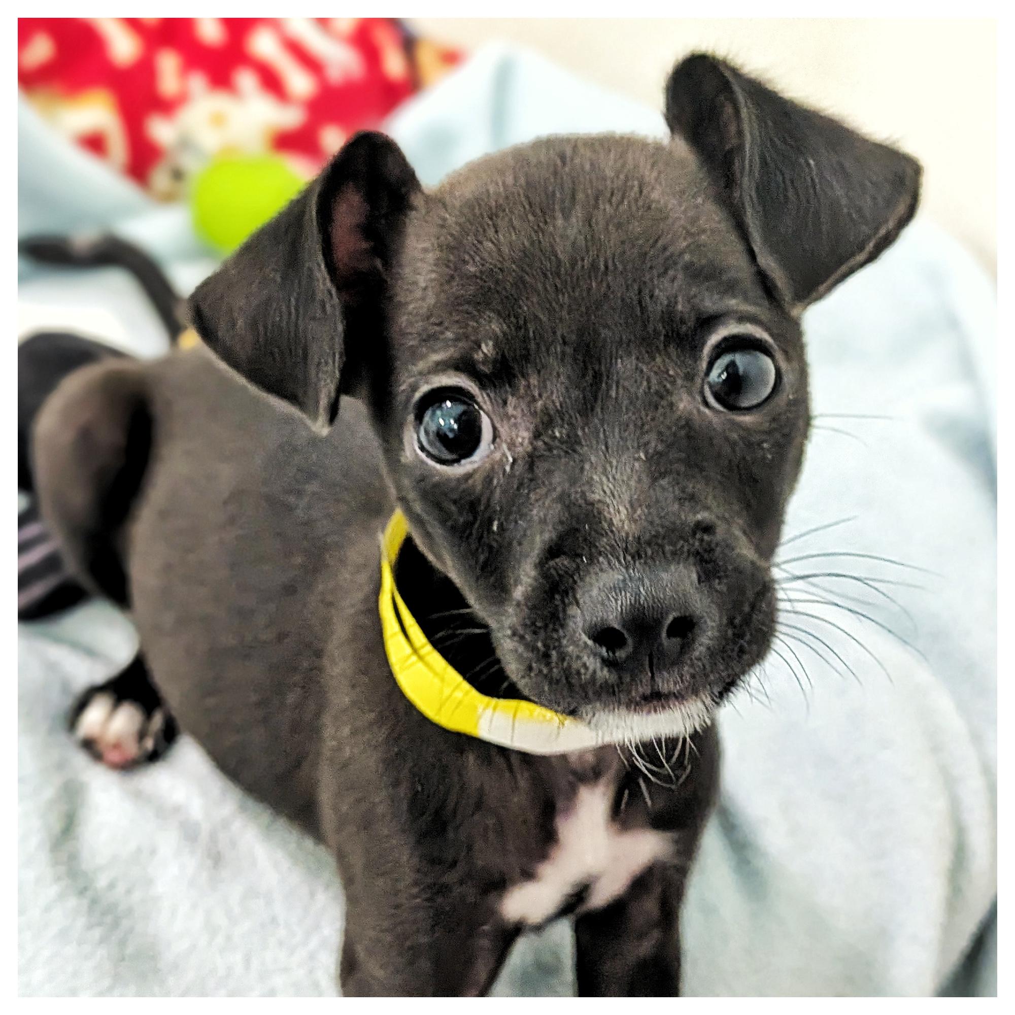 Dog for adoption - Zeus, a Chihuahua Mix in Eustis, FL | Petfinder