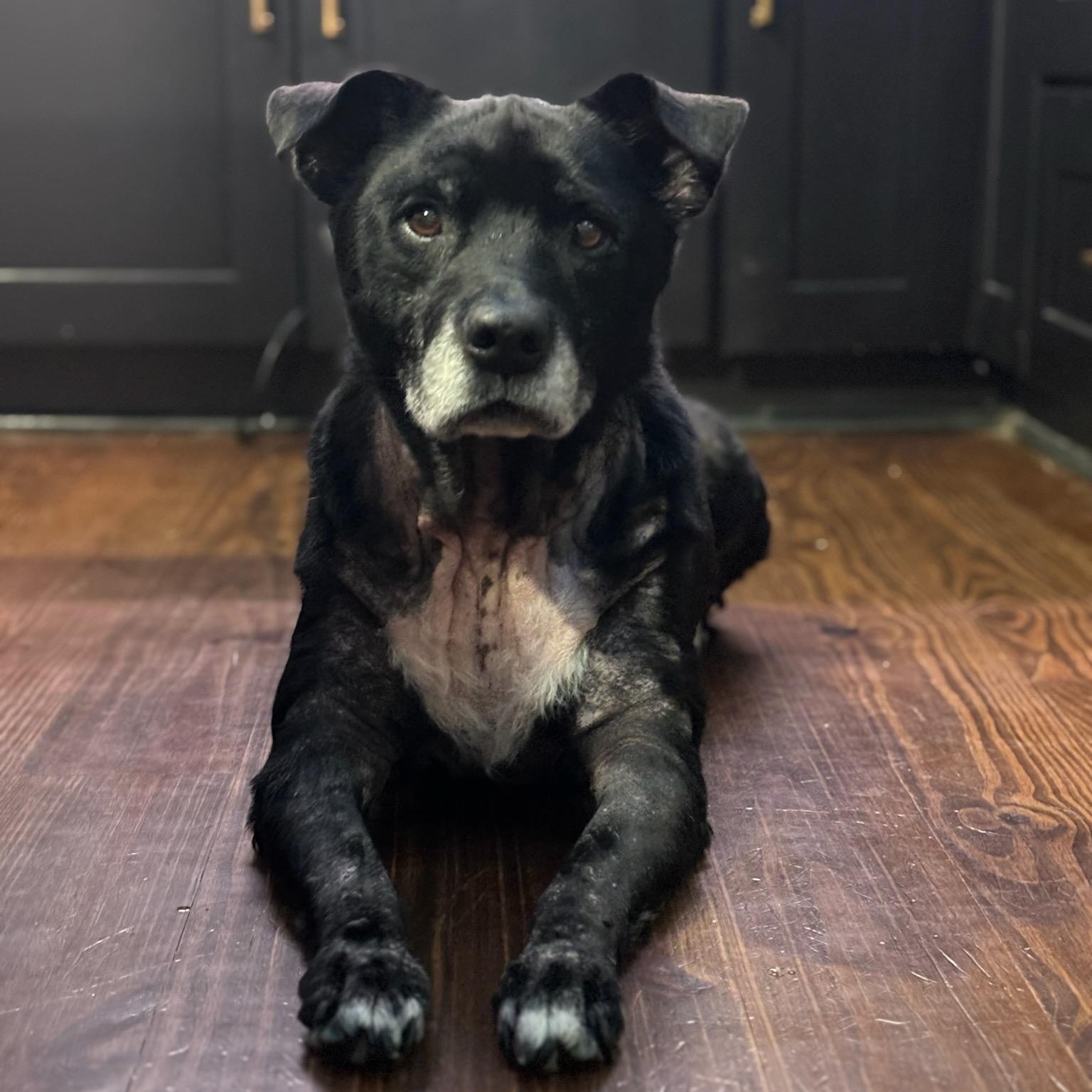 Dog for adoption - Fumble, a Black Labrador Retriever Mix in New ...