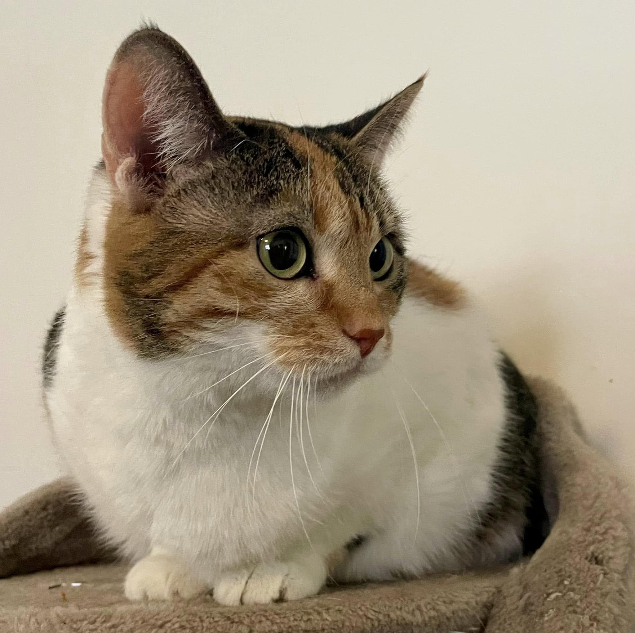 Petfinder ct store