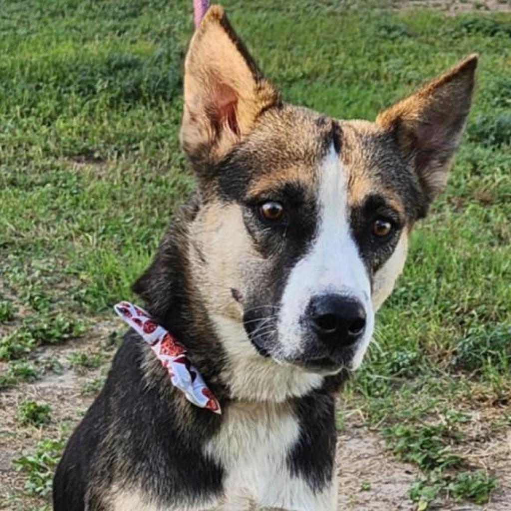 Dog for adoption - Misty JuM, a Husky & Shepherd Mix in Kirkland, WA ...