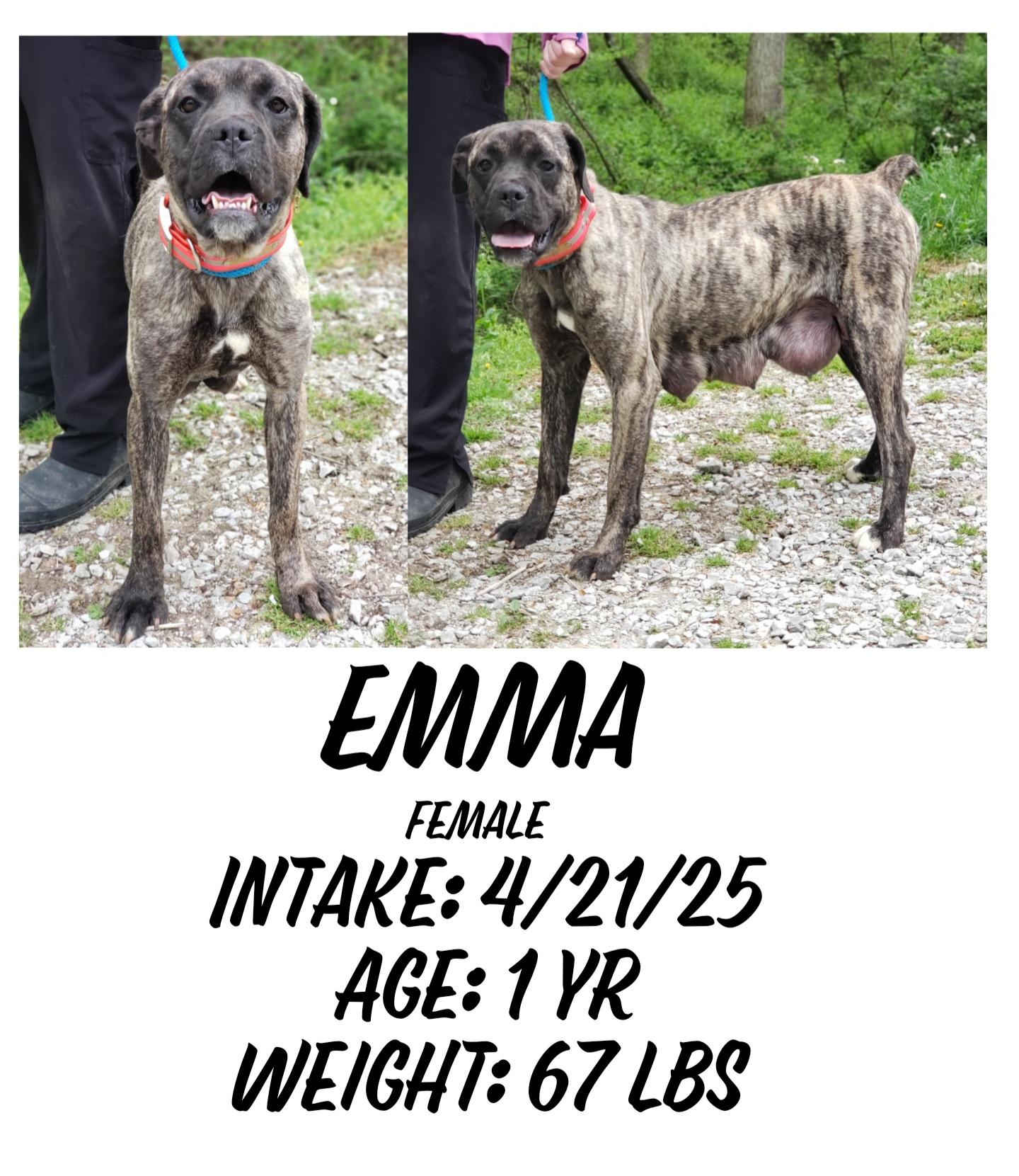 Dog for adoption - Emma, a Cane Corso in Staffordsville, KY | Petfinder