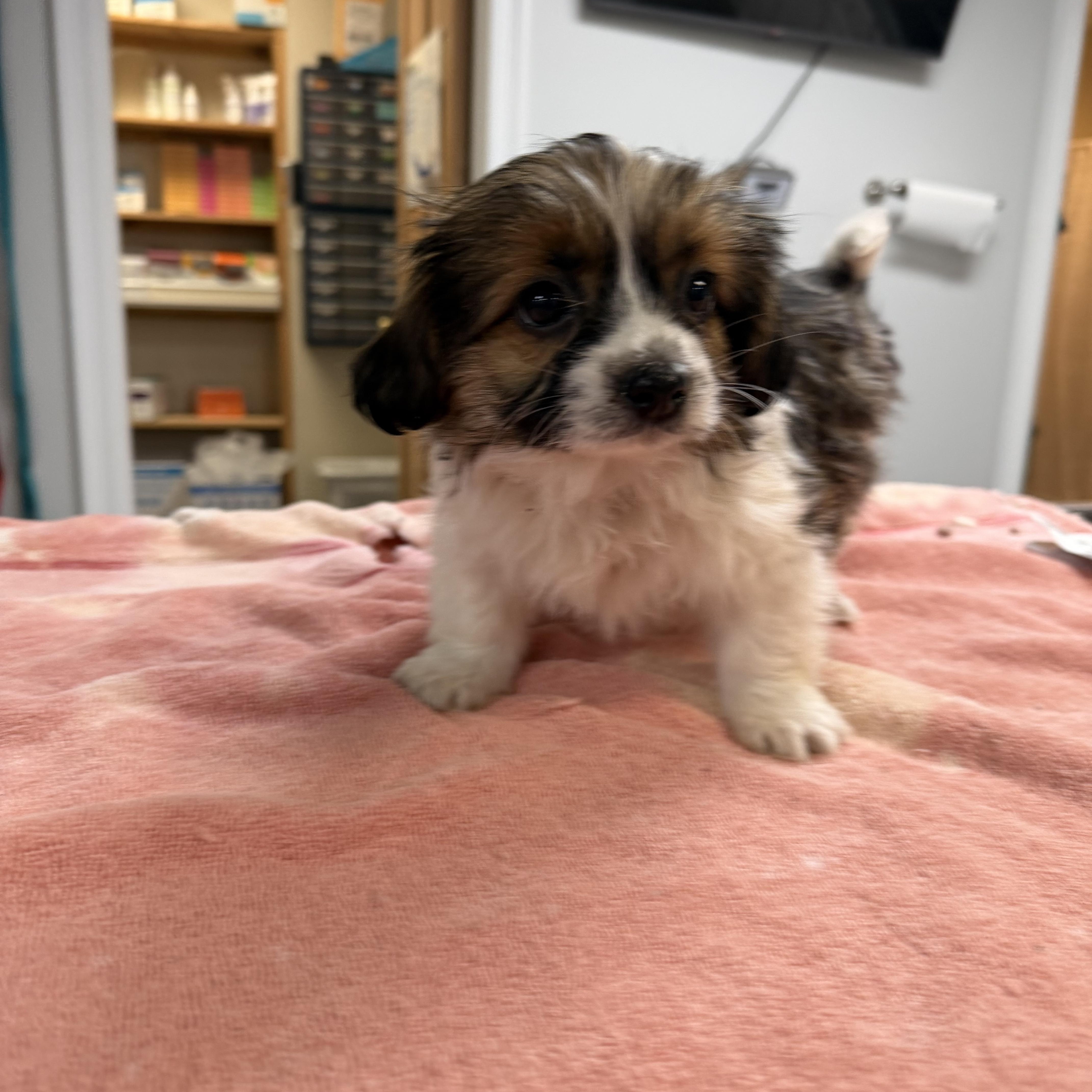 Fanny - Adoptable Pet | Petfinder | Petfinder