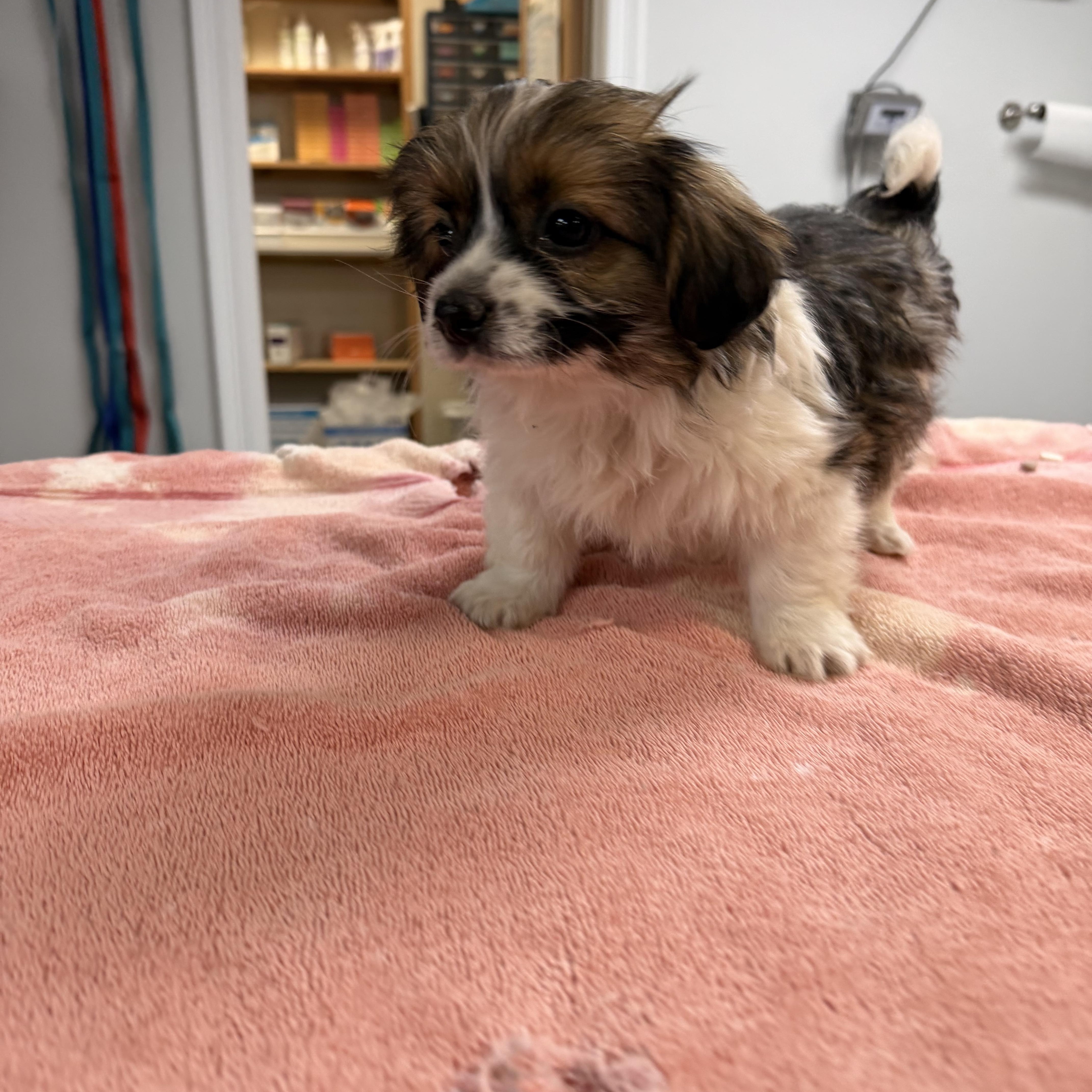 Fanny - Adoptable Pet | Petfinder | Petfinder