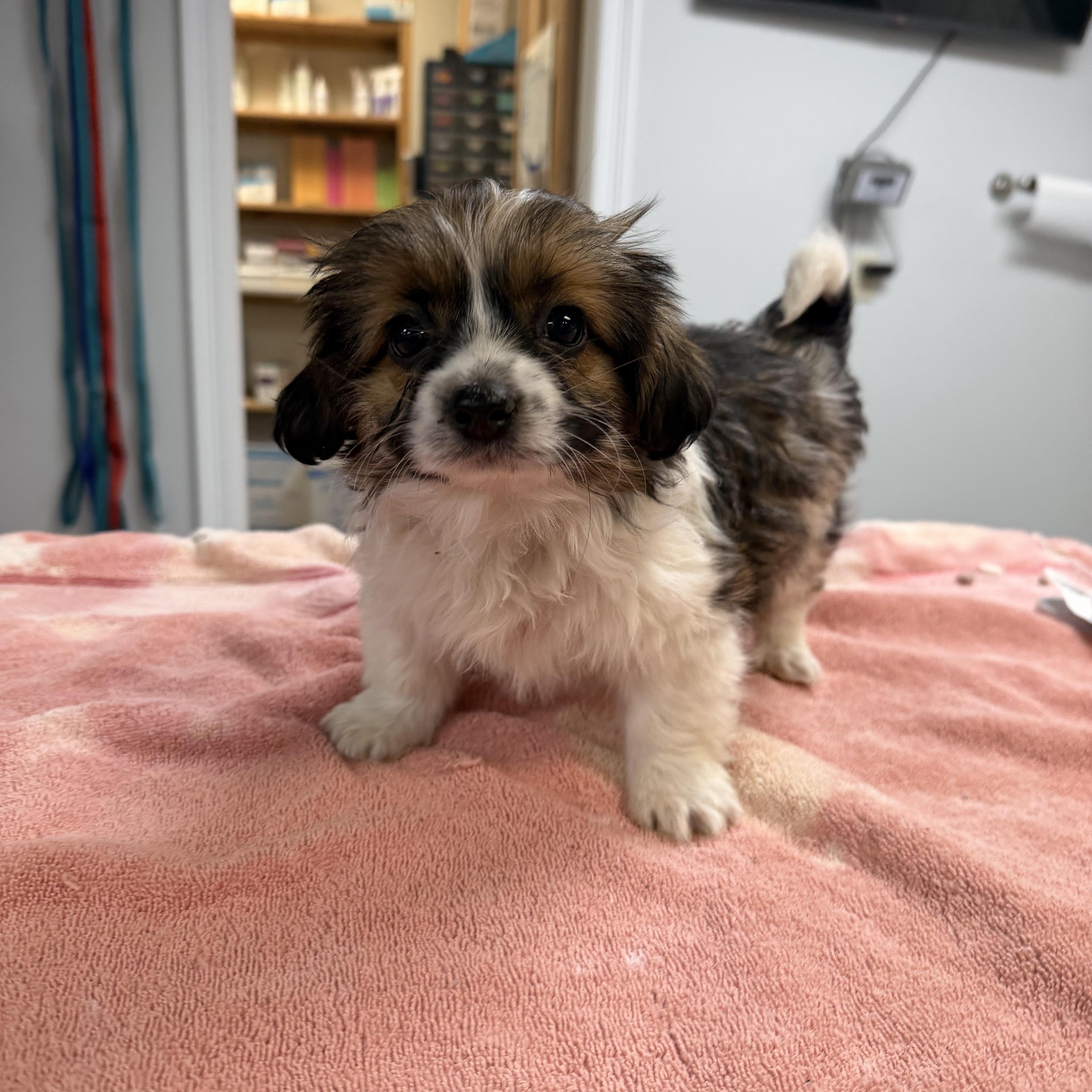 Fanny - Adoptable Pet | Petfinder | Petfinder