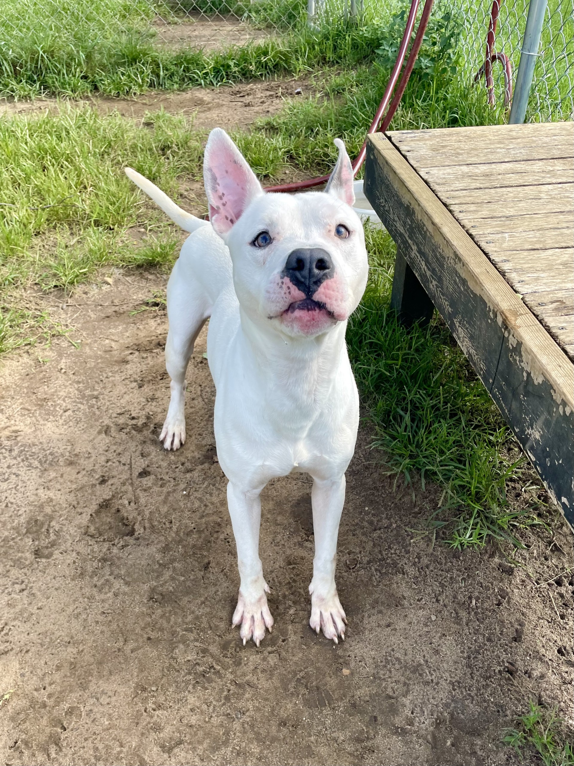 Dog for adoption - Darwin, a Mixed Breed in Mishawaka, IN | Petfinder