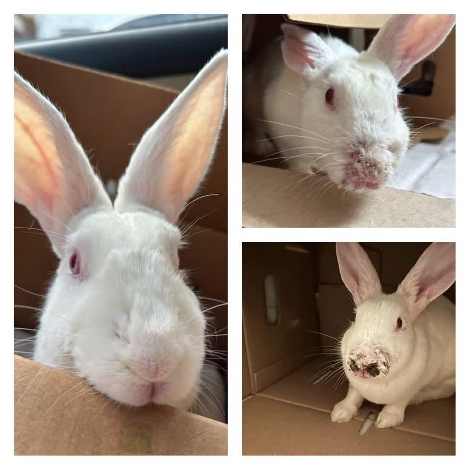 Rabbit for adoption - Diane, a New Zealand in Harrisburg, PA | Petfinder