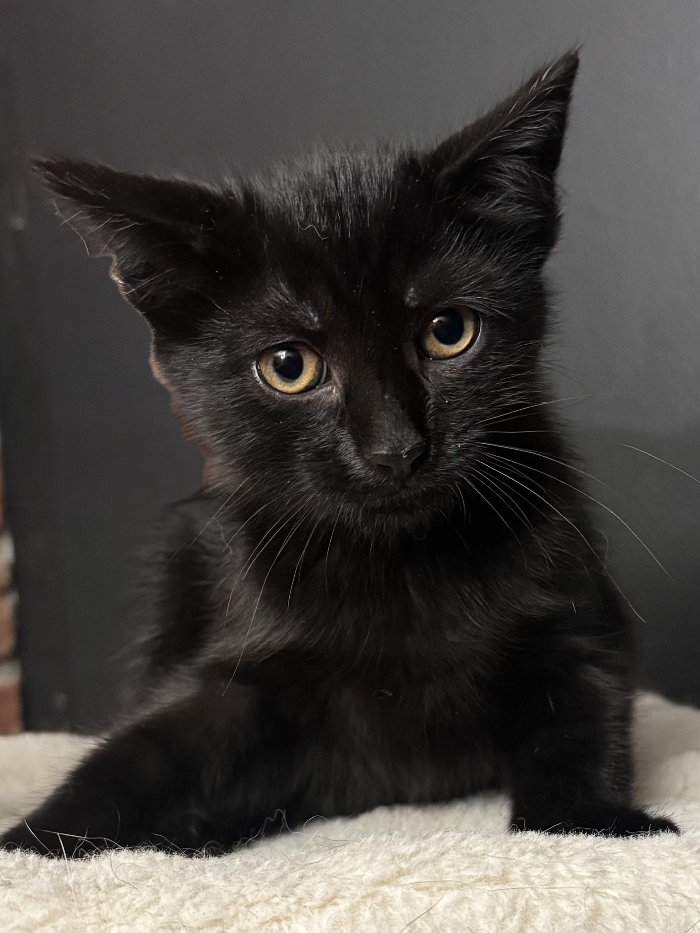 TWIZZLER - Adoptable Pet | Petfinder | Petfinder