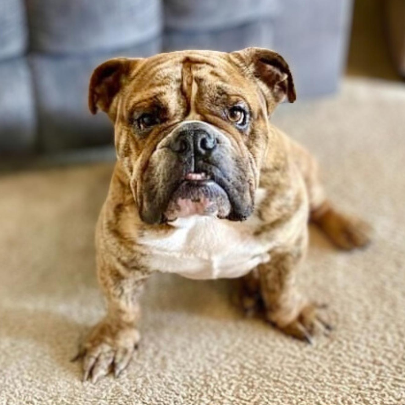 Dog for adoption - Toad, an English Bulldog Mix in New York, NY | Petfinder